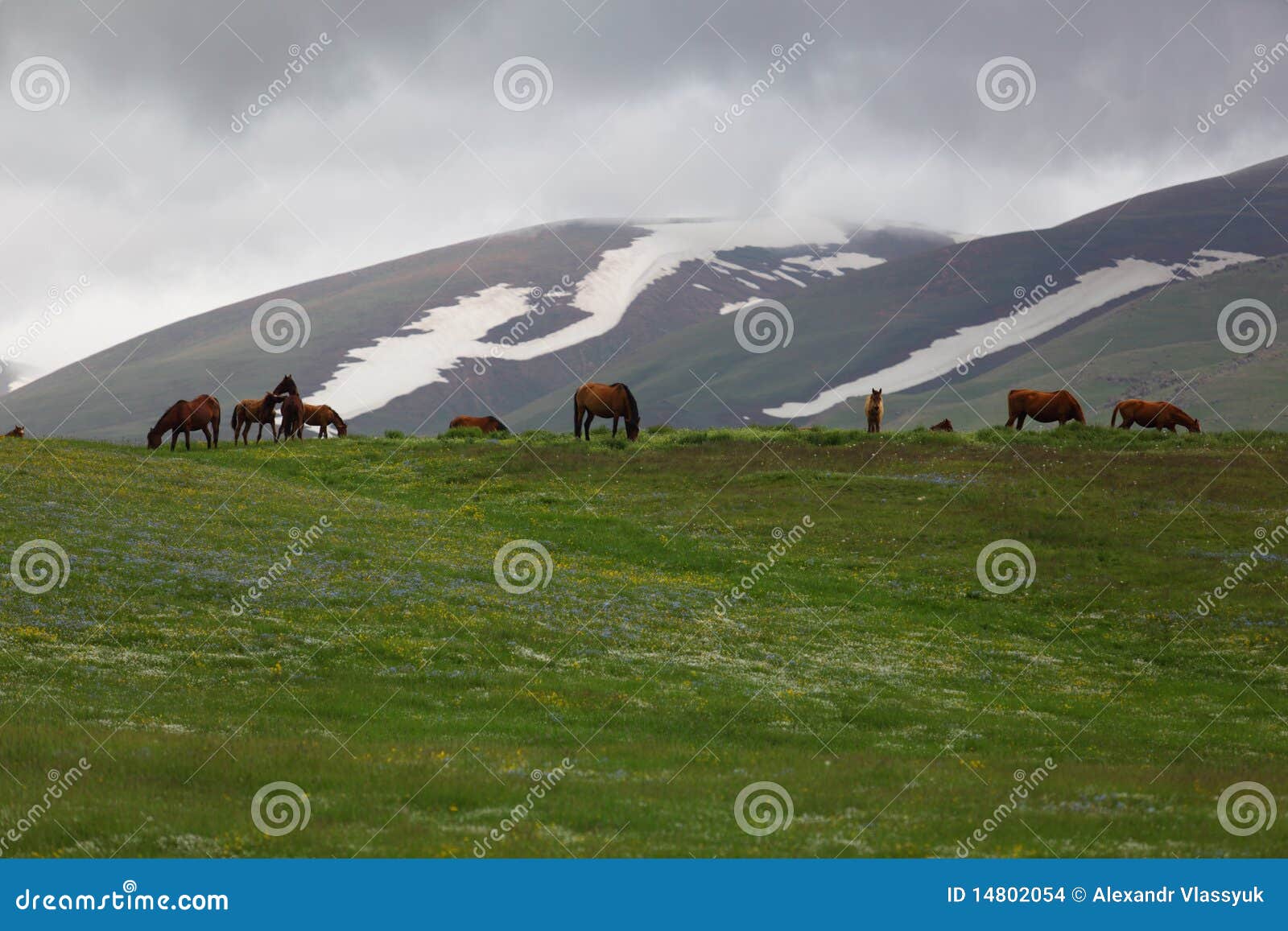Horses in mountains stock photo. Image of four, nature - 14802054