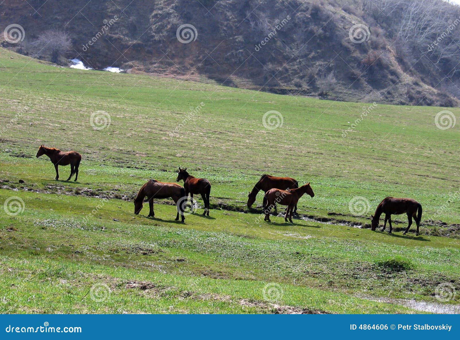 Horses in mountains stock photo. Image of nature, green - 4864606