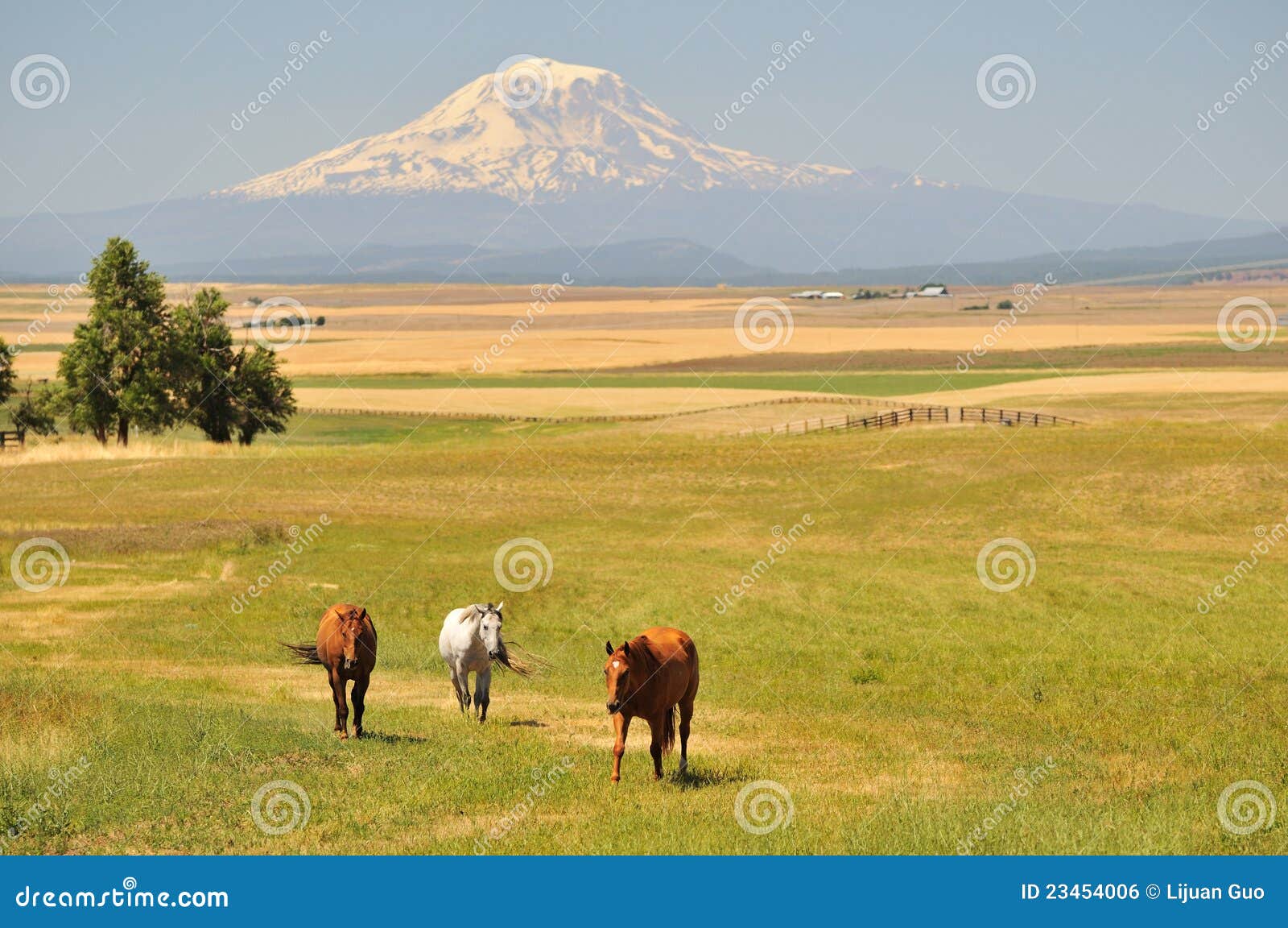 Horses and Mt. Adams stock photo. Image of adams, farm - 23454006