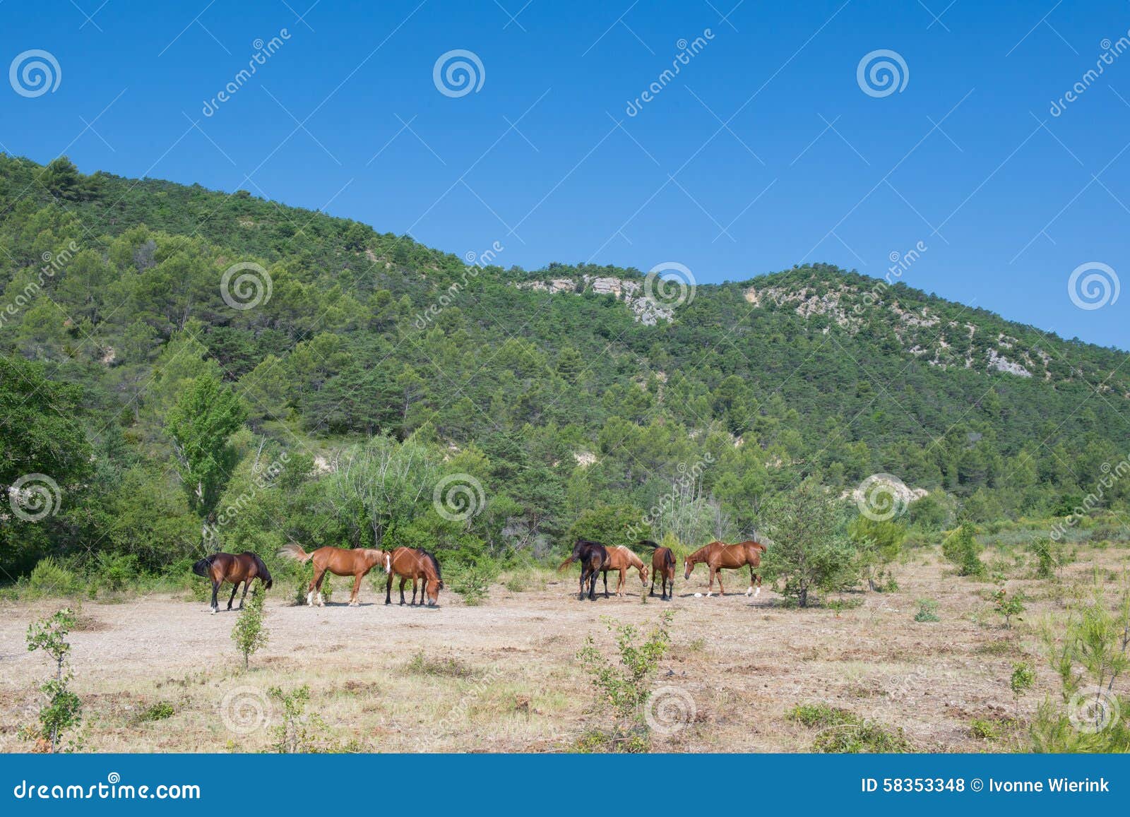 Horses in nature stock photo. Image of group, horses - 58353348