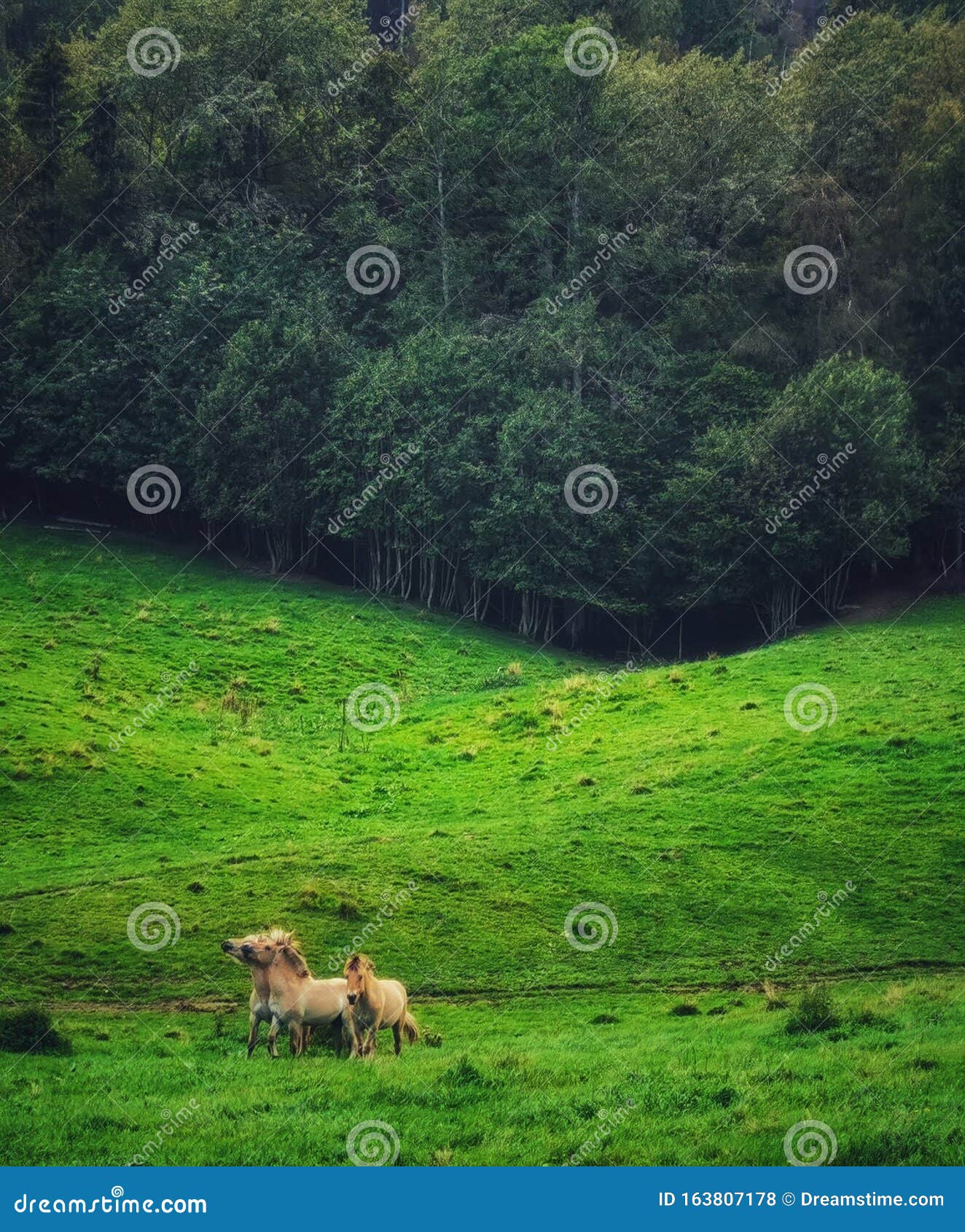 Horses in Nature Green Forest Love Stock Photo - Image of love, forest ...