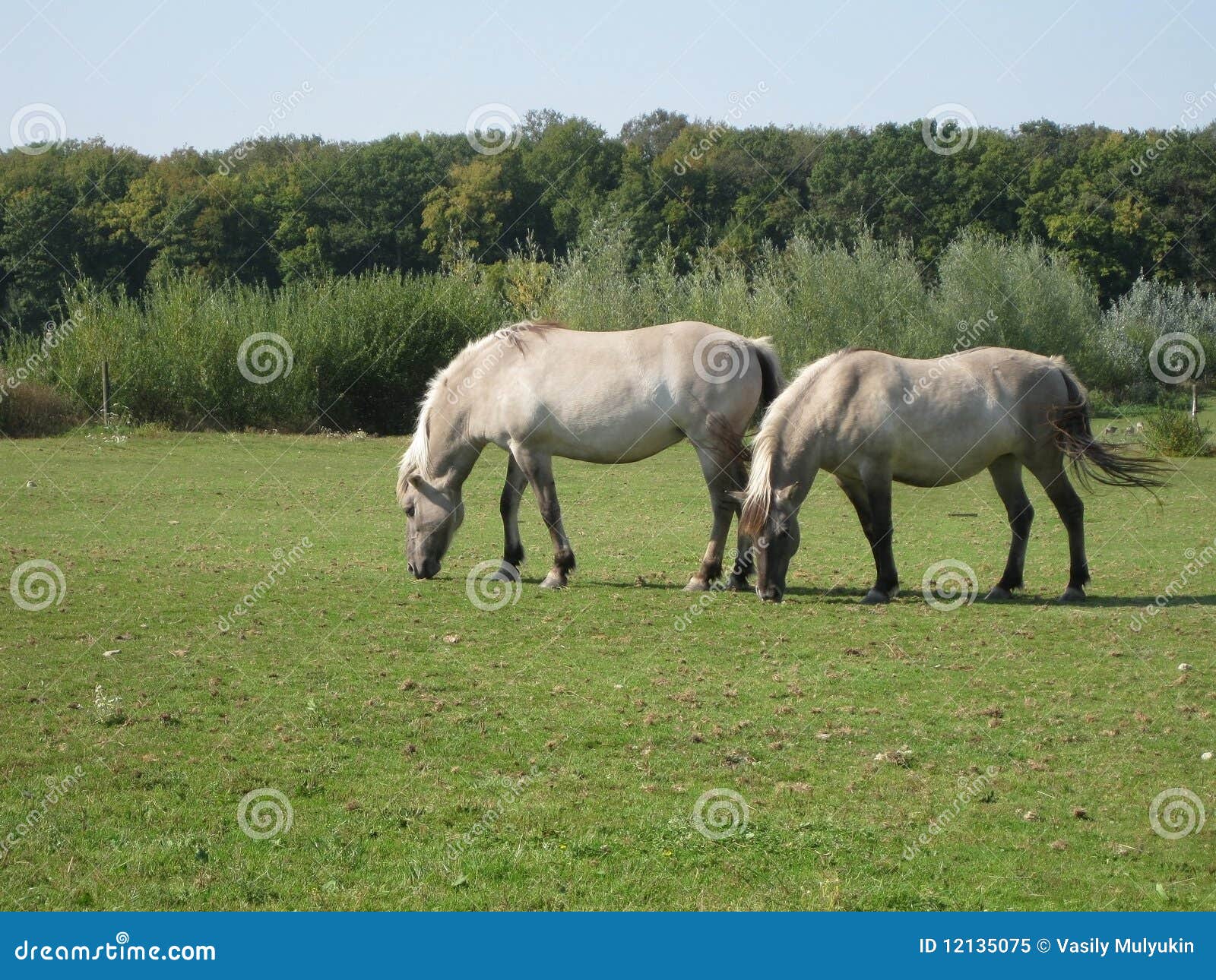 Horses in nature park stock image. Image of conservation - 12135075