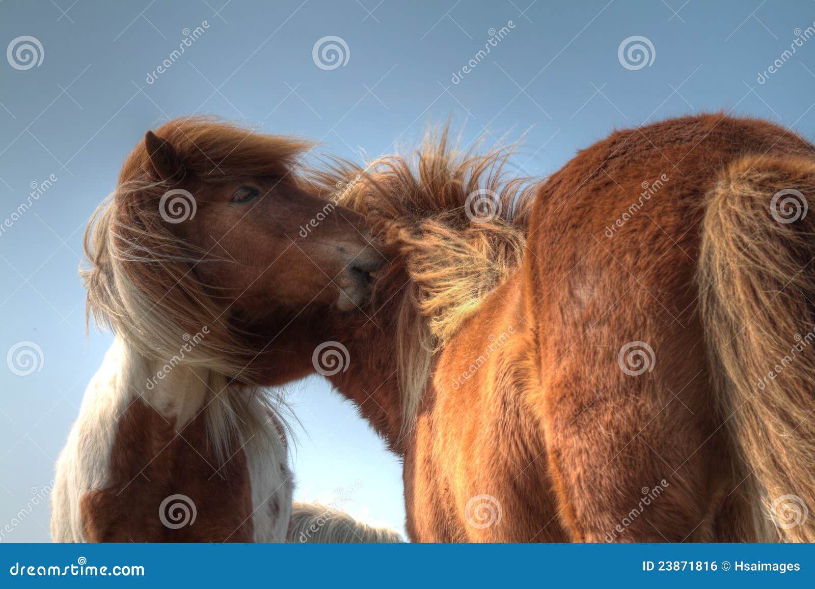 Horses nuzzling stock photo. Image of closeup, romance - 23871816