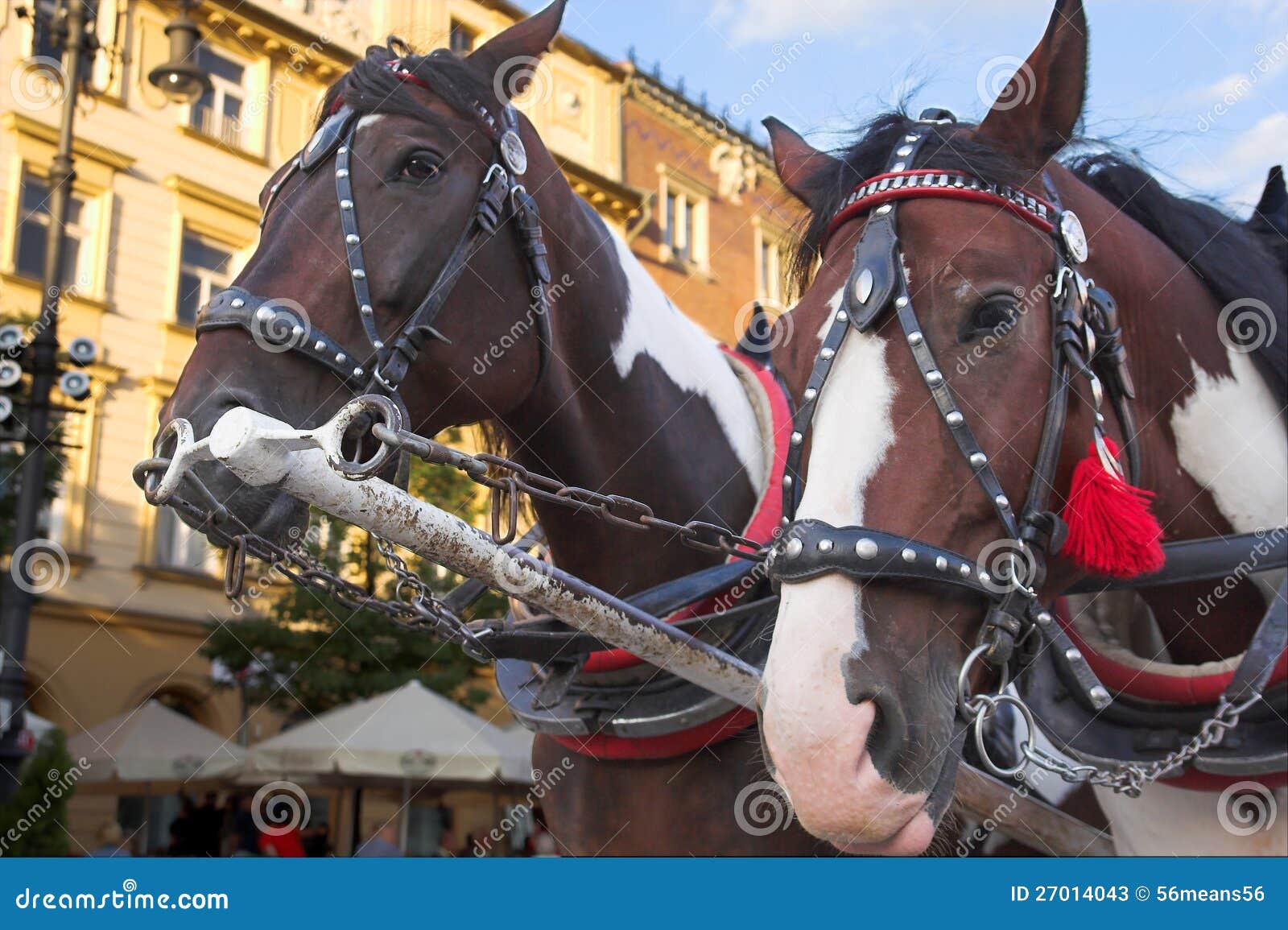 Horses of an Old Fashioned Cab Stock Image - Image of coach, horse ...