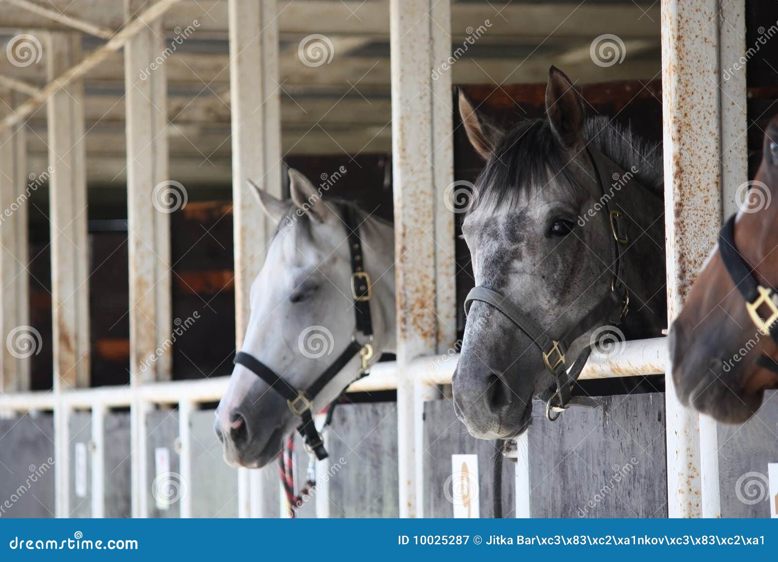 Horses in old stable stock image. Image of mare, brown - 10025287