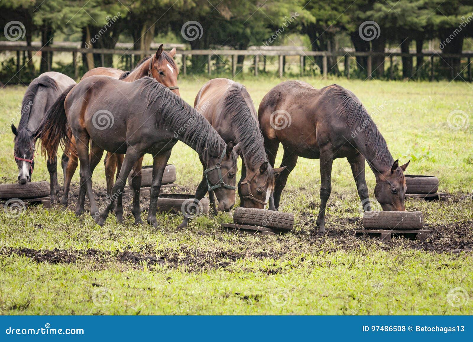 Horses in an Open Grass Field Stock Photo - Image of horse, animal ...