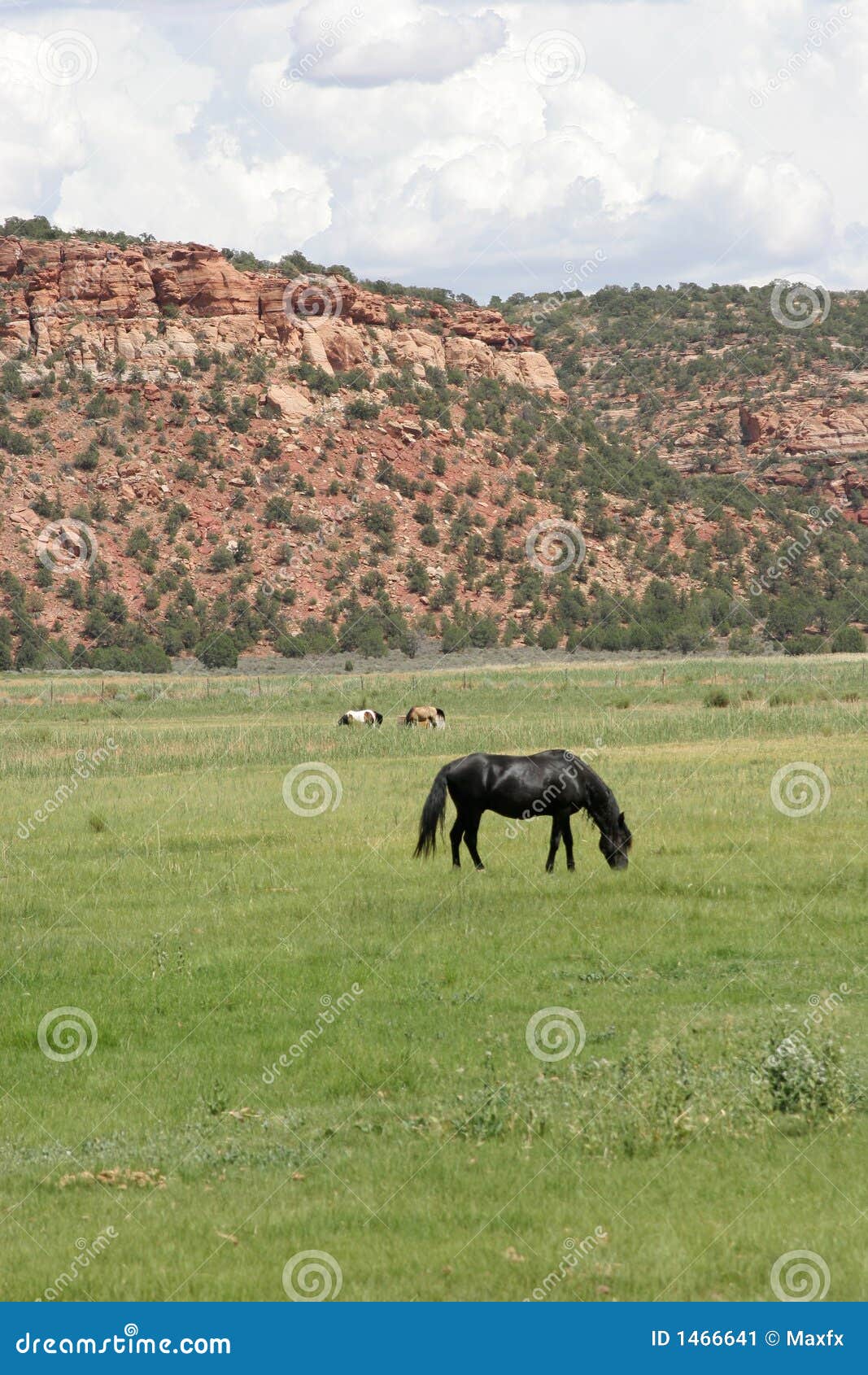 Horses in open range stock image. Image of desert, calm - 1466641