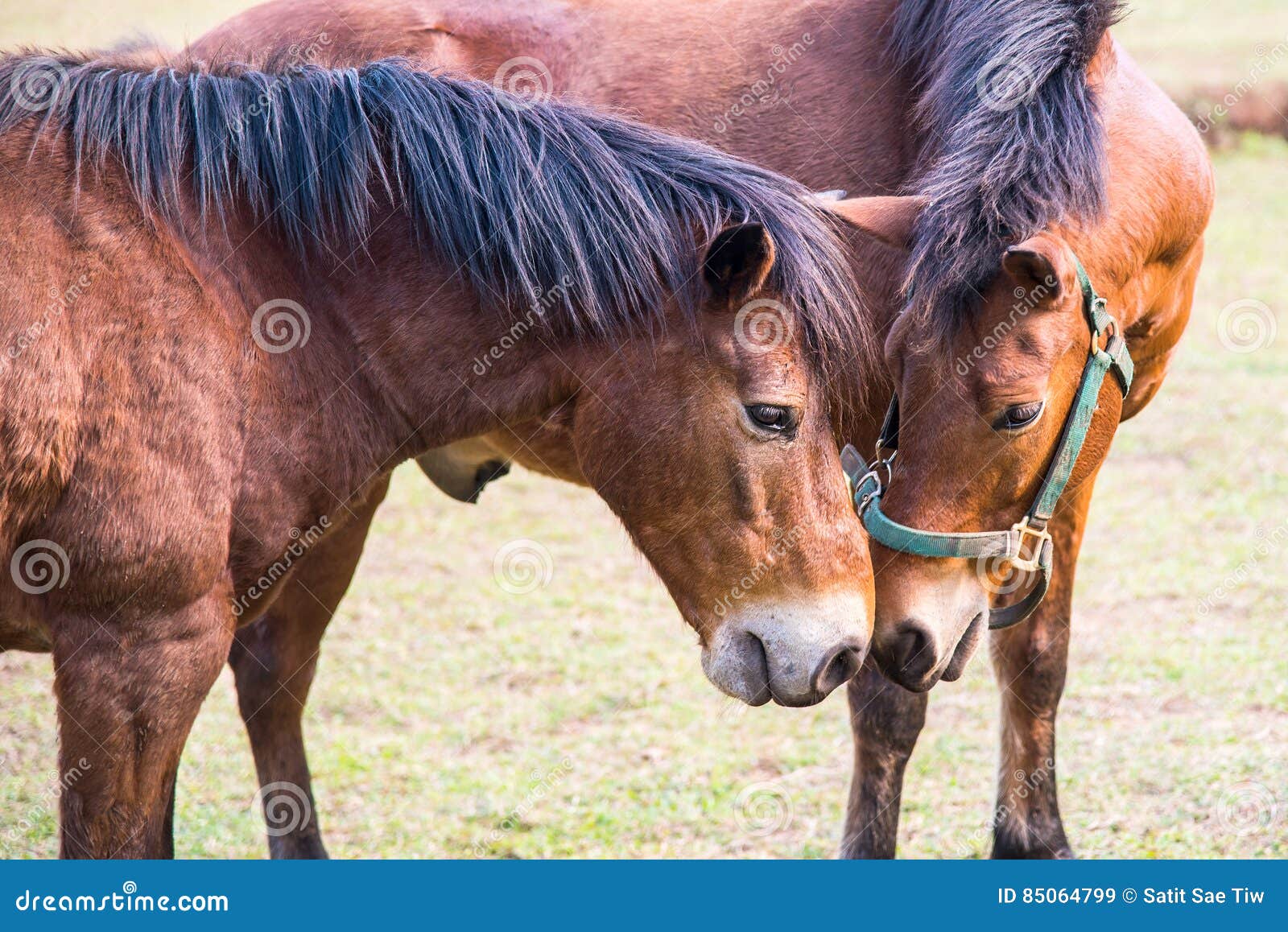 Horses in outdoor stables stock image. Image of background - 85064799
