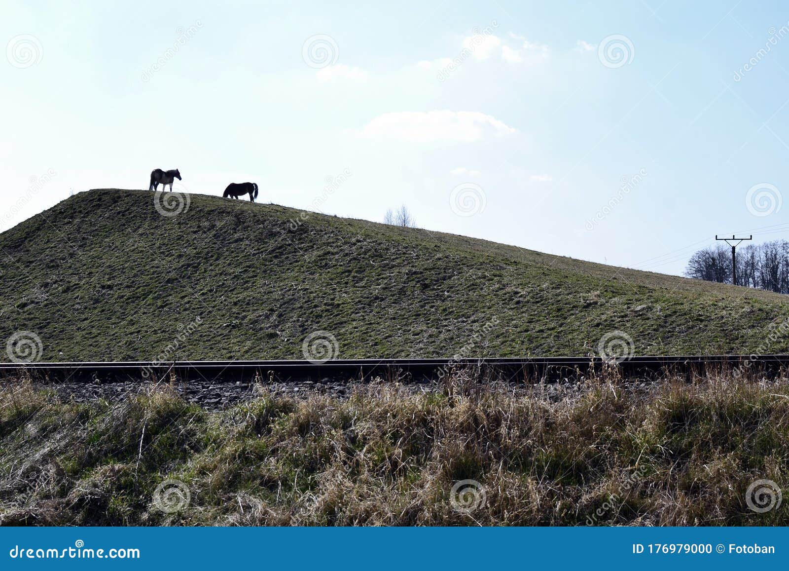 Horses outside on hill stock photo. Image of outside - 176979000