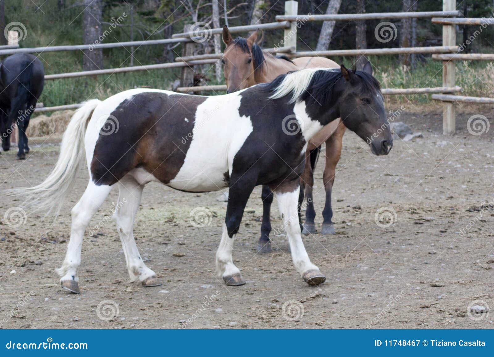 Horses in the paddock stock image. Image of brown, equestrian - 11748467