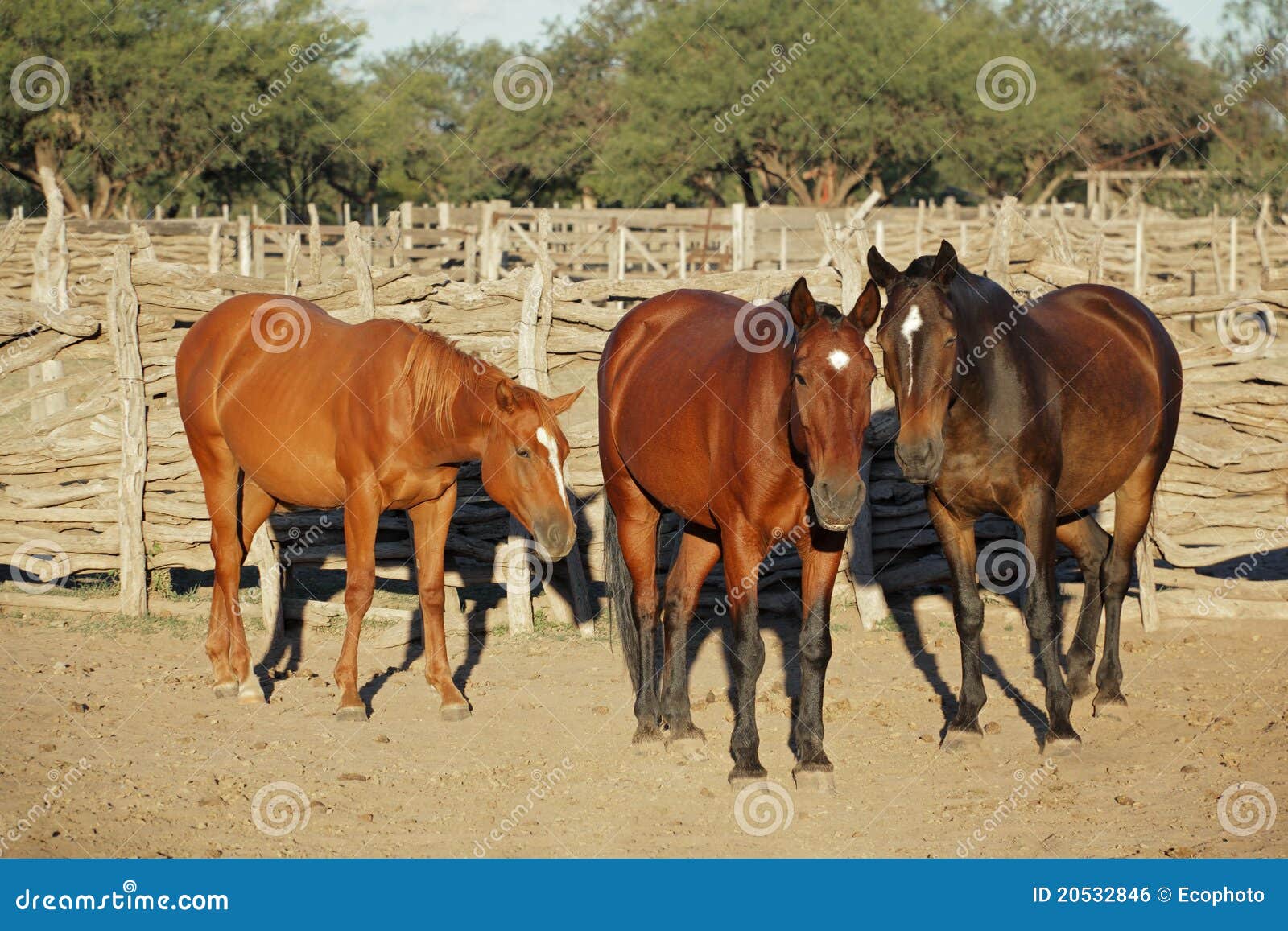 Horses in a paddock stock photo. Image of rural, farmland - 20532846