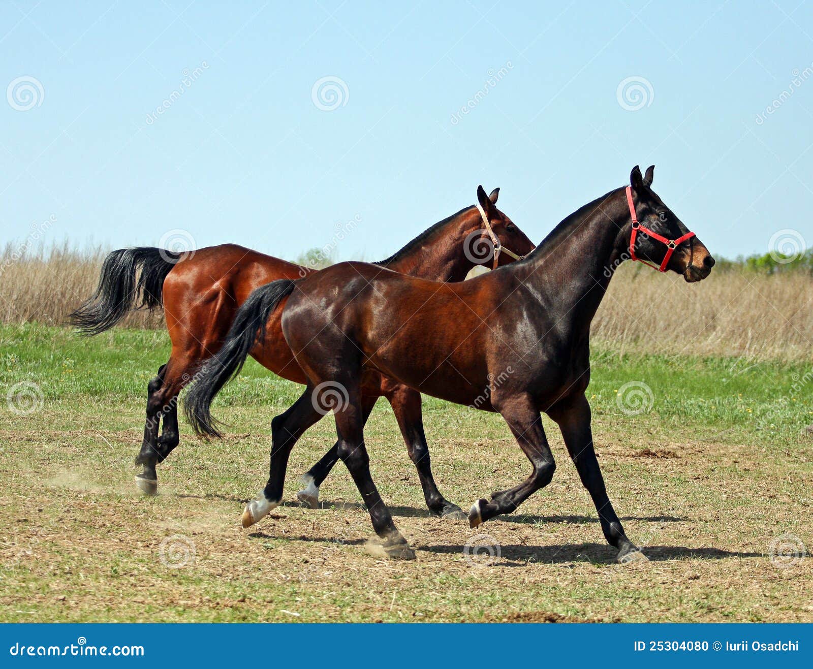 Horses in the paddock stock photo. Image of equestrian - 25304080