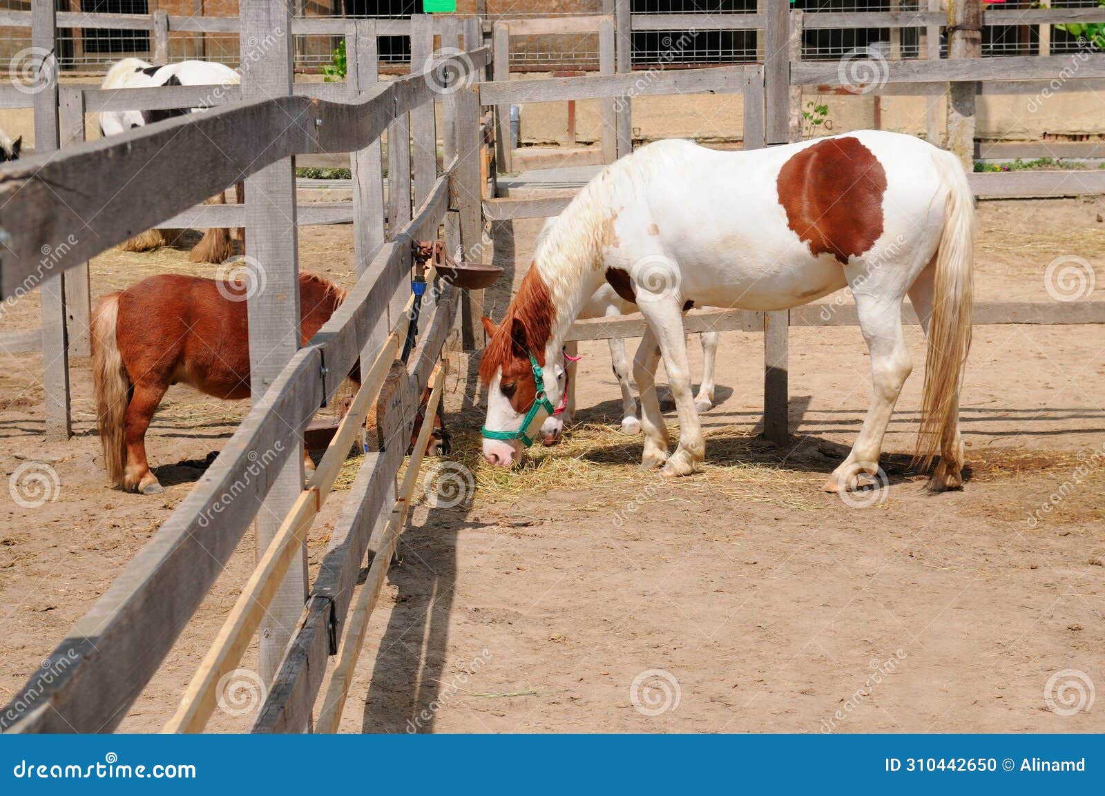 Horses in a Corral on a Farm Stock Photo - Image of landscape, mammal: 310442650