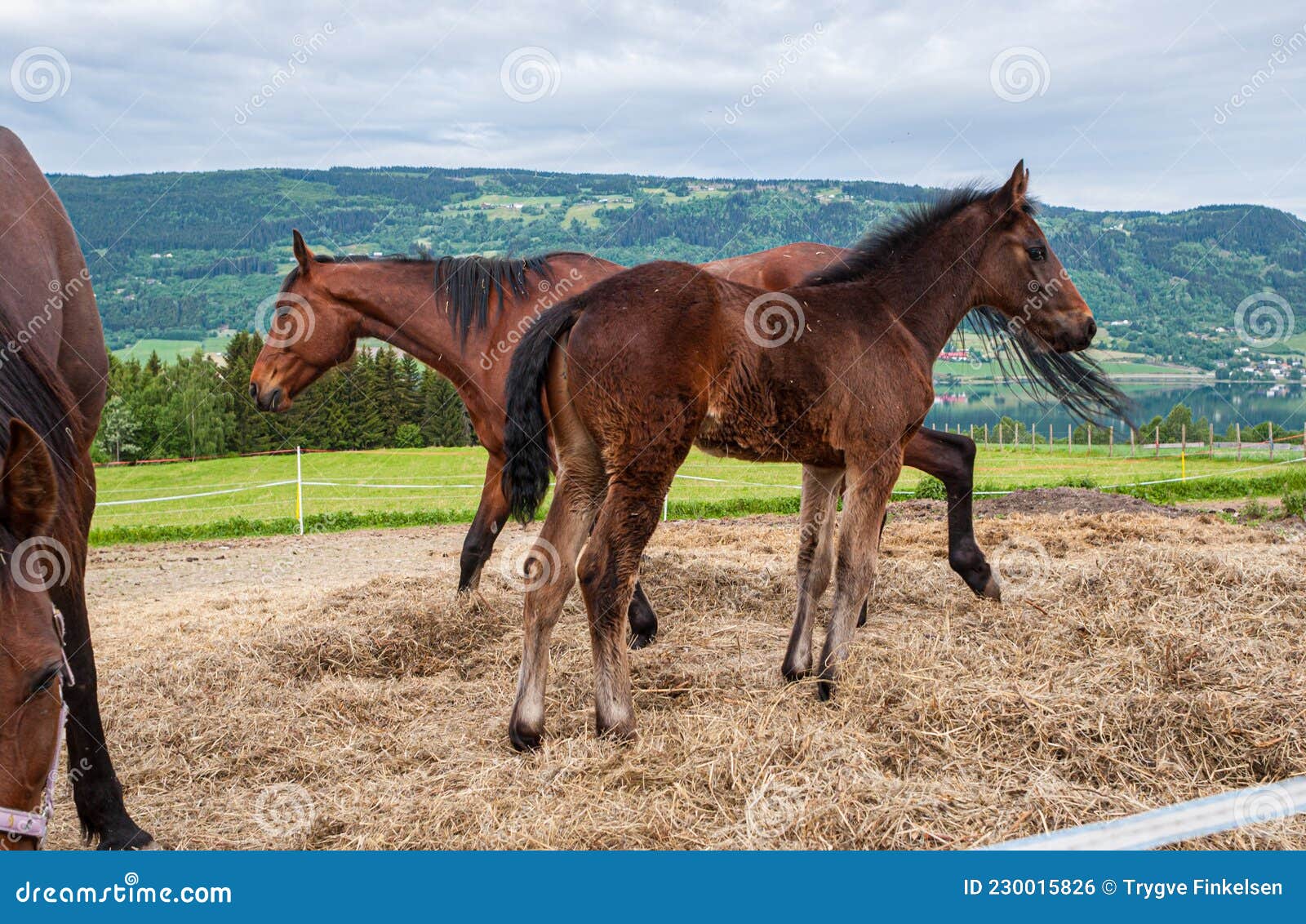 Horses in a Paddock by a Field Stock Photo - Image of grass, rural ...