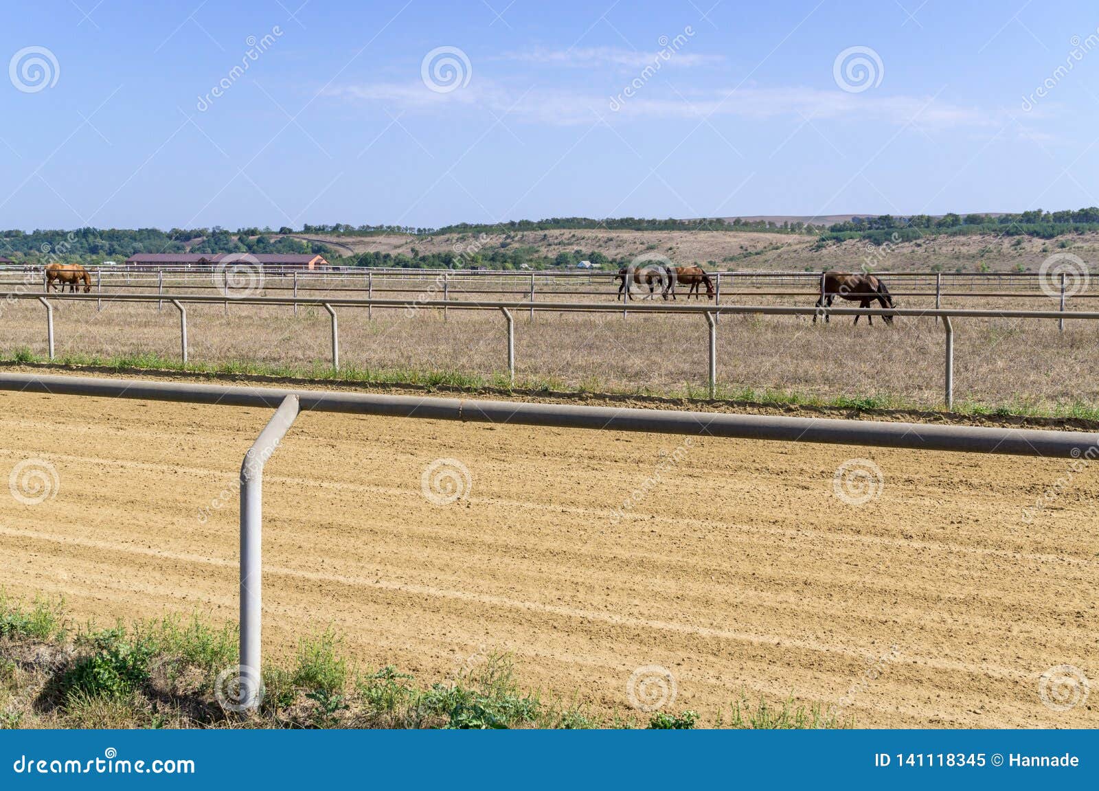 Horses in paddock stock image. Image of rail, grassland - 141118345
