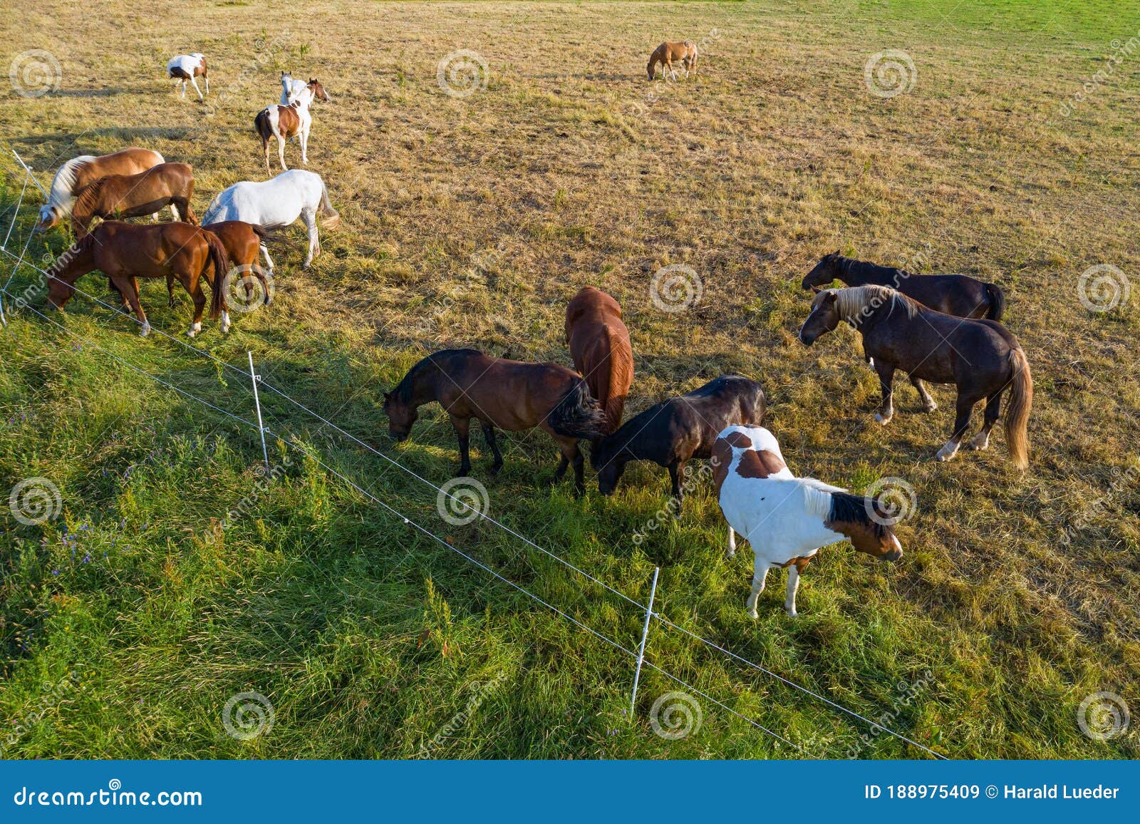 Horses in the paddock stock image. Image of agriculture - 188975409