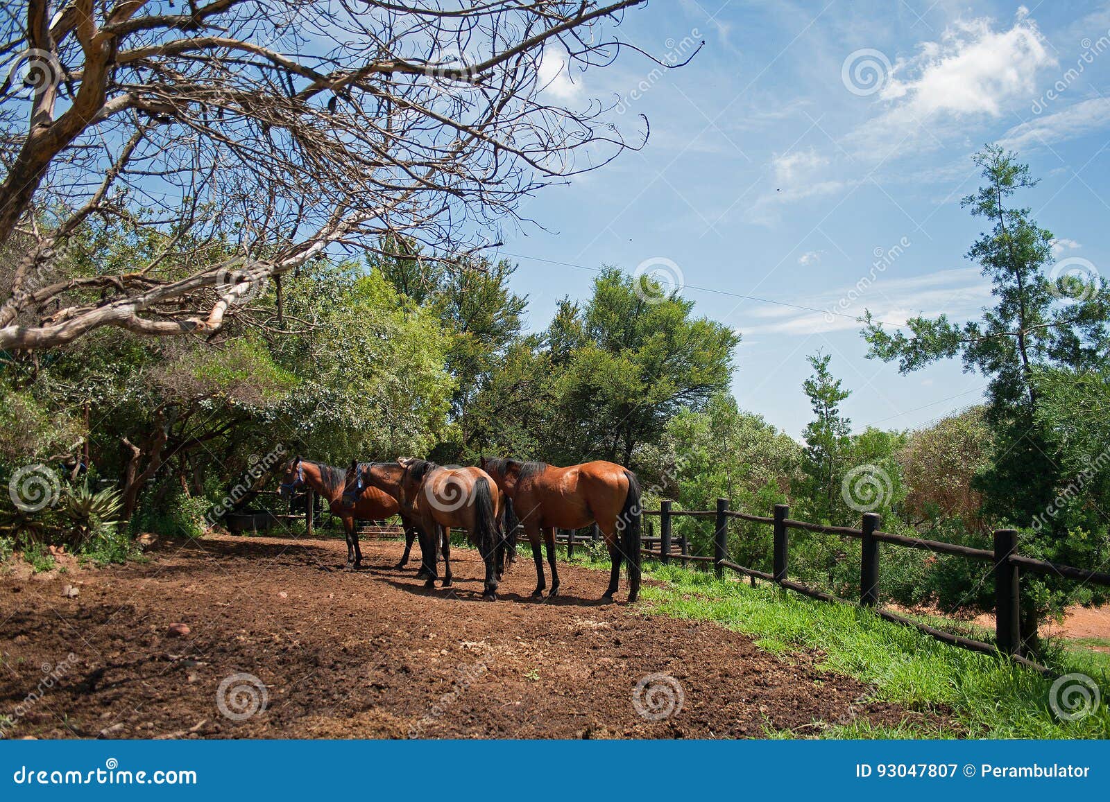 HORSES in PADDOCK stock image. Image of fence, pole, manure - 93047807