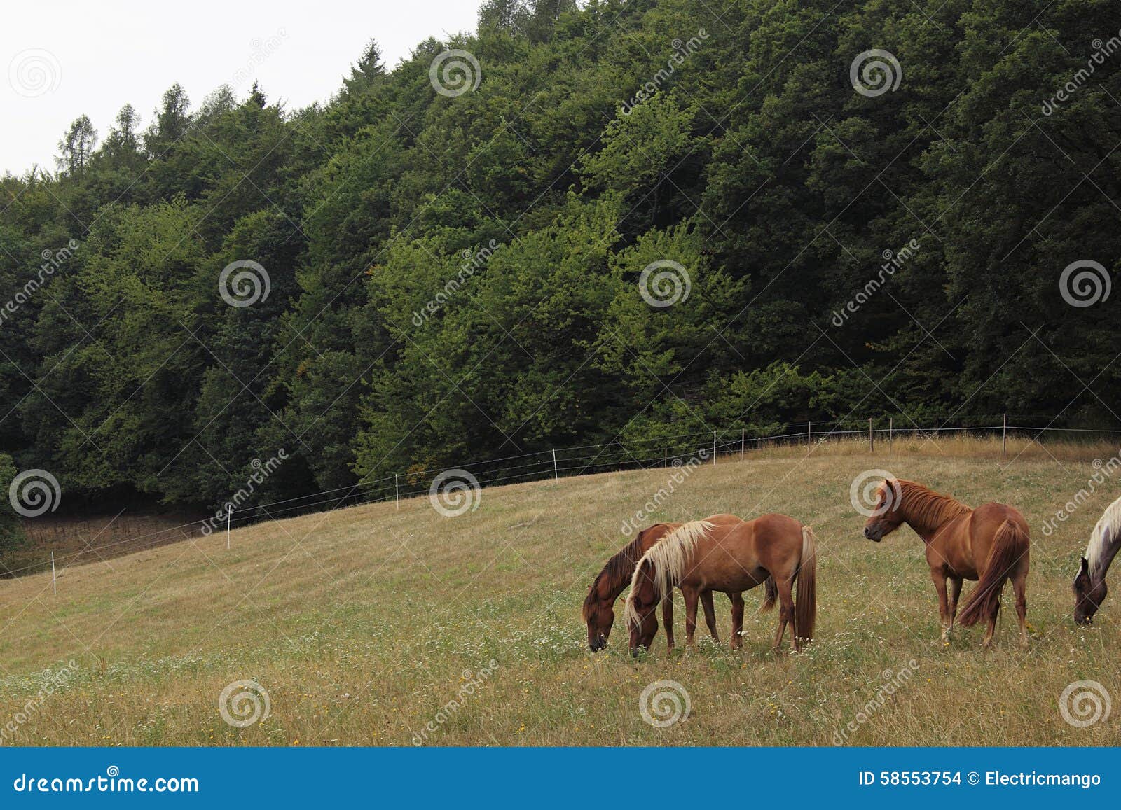 Horses on a paddock stock photo. Image of stable, drink - 58553754