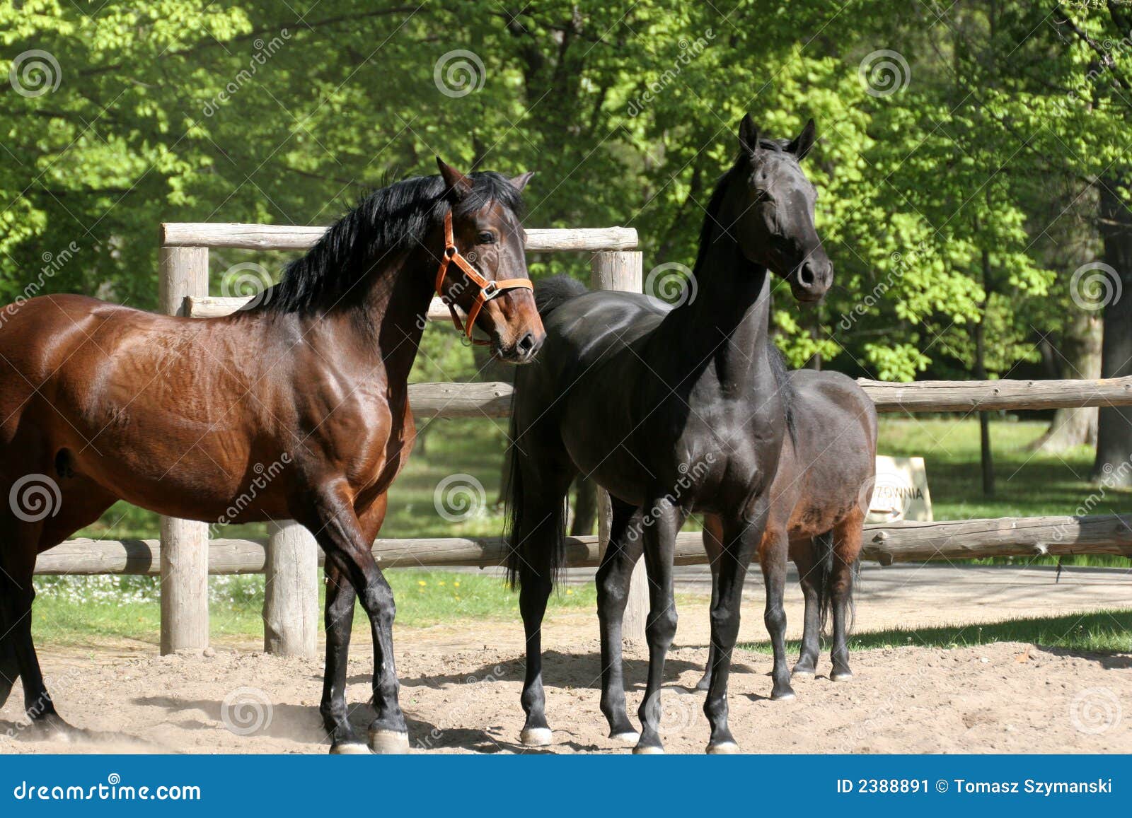 Horses in the Park stock image. Image of outdoor, park - 2388891