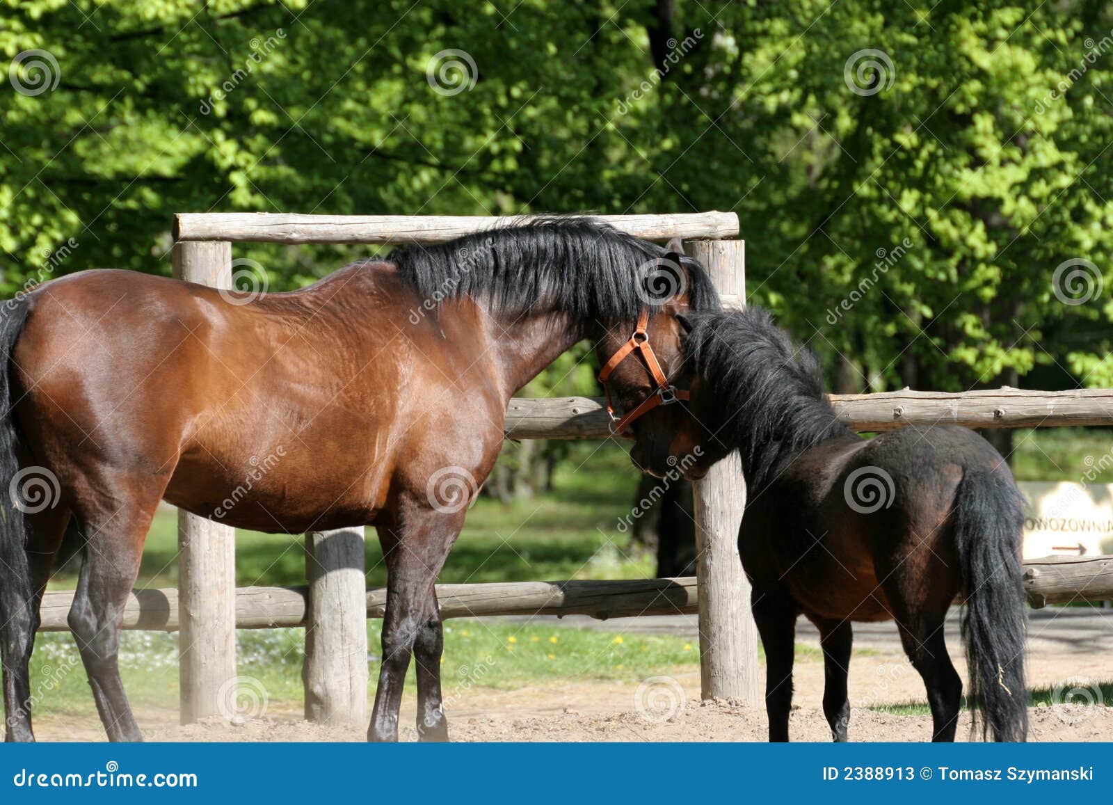 Horses in the Park stock image. Image of head, freedom - 2388913