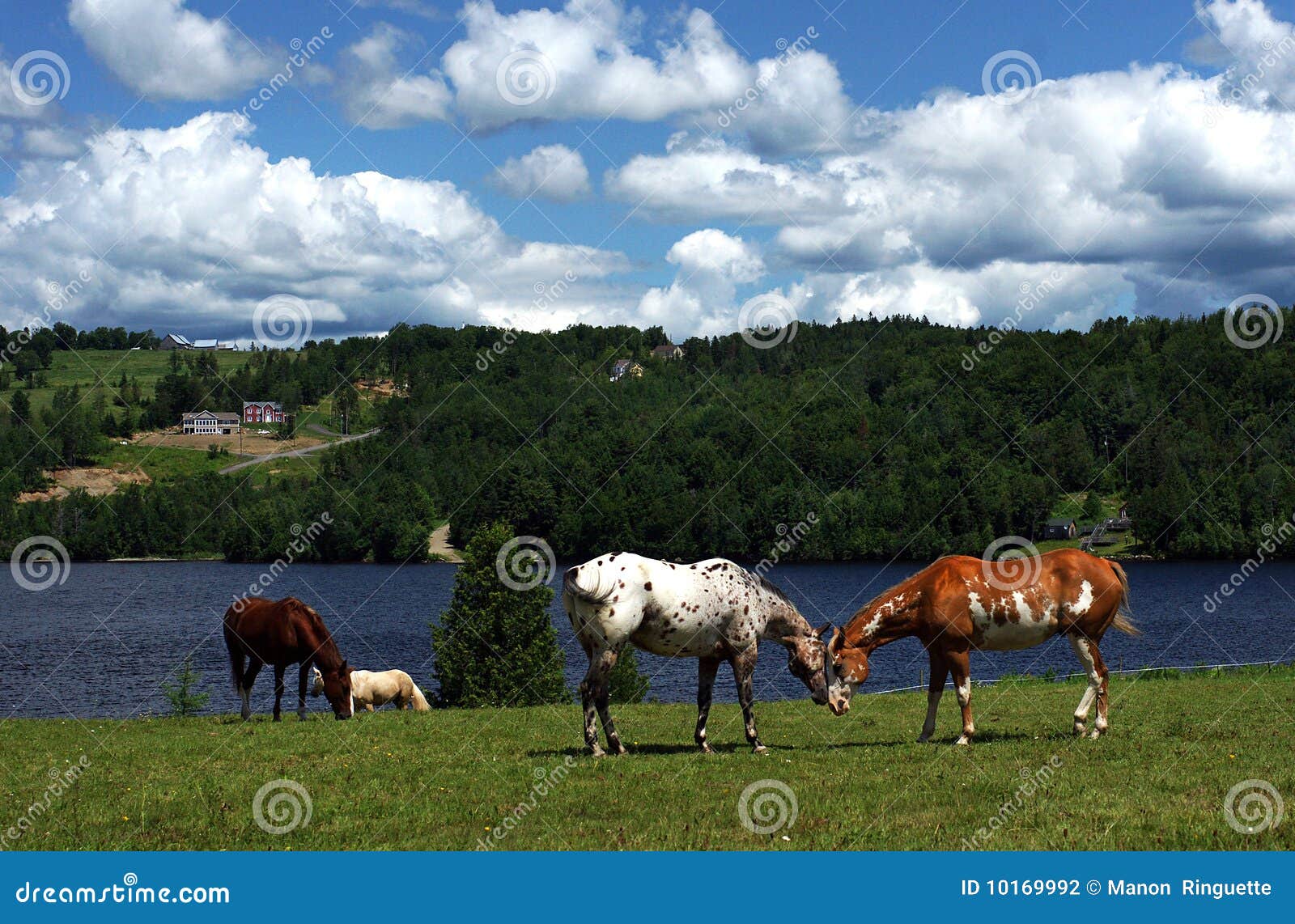 Horses in Pasture stock photo. Image of country, animals - 10169992