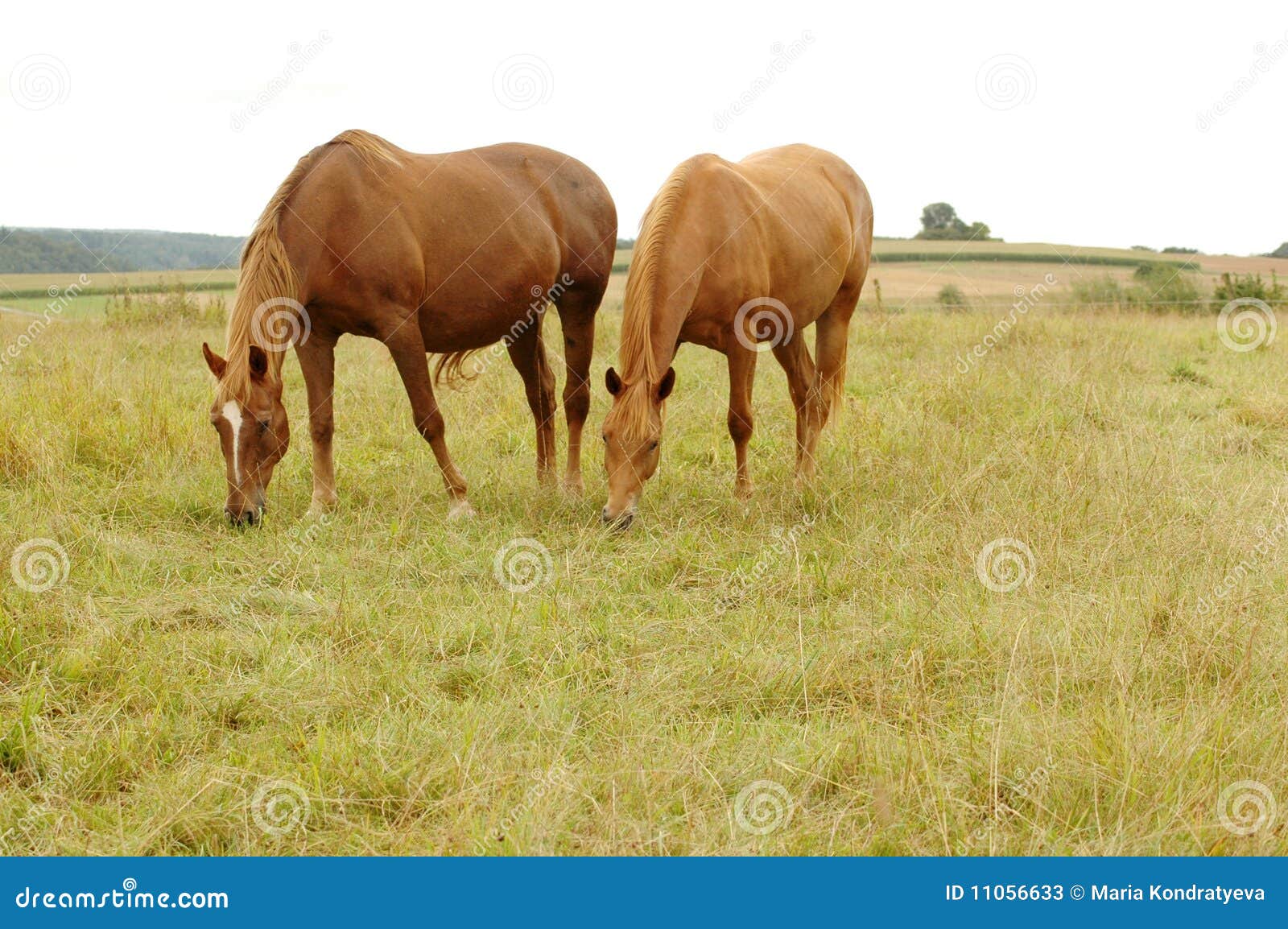 Horses in the pasture. stock image. Image of paddock - 11056633