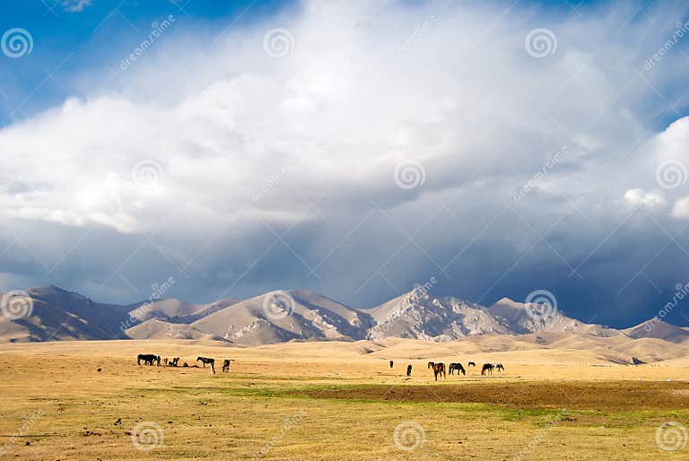 Horses on a pasture stock photo. Image of culture, landscape - 19419248