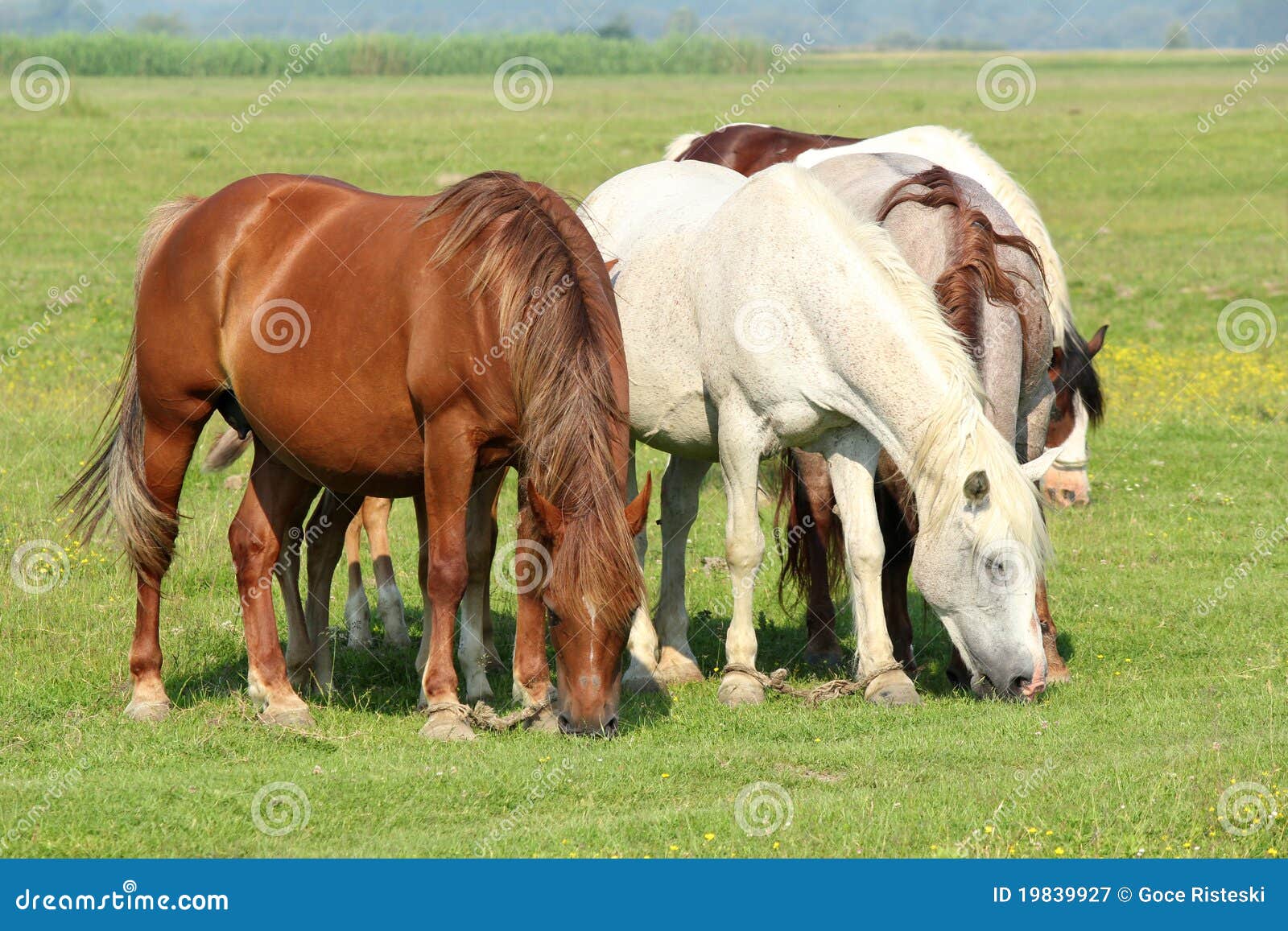 Horses in pasture stock image. Image of stallion, mammal - 19839927