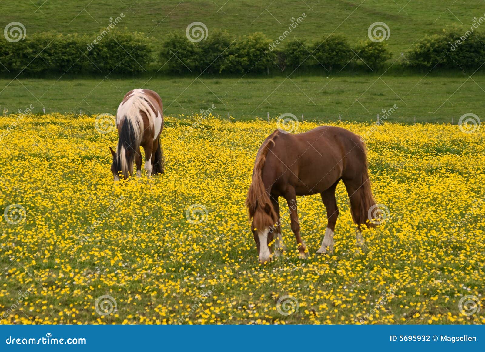 Horses in pasture stock photo. Image of meadows, flower - 5695932