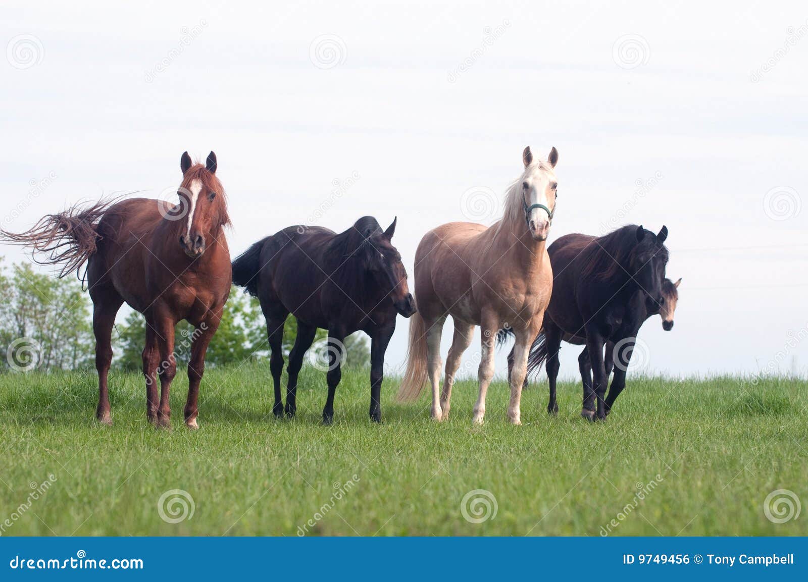Horses in a pasture stock photo. Image of field, nature - 9749456