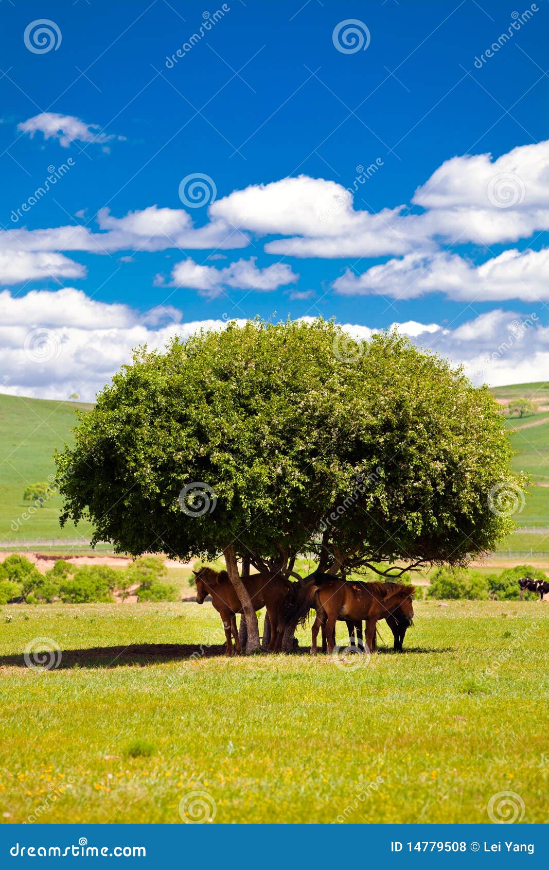 Horses on the Pasture Enjoy the Cool Stock Photo - Image of center ...