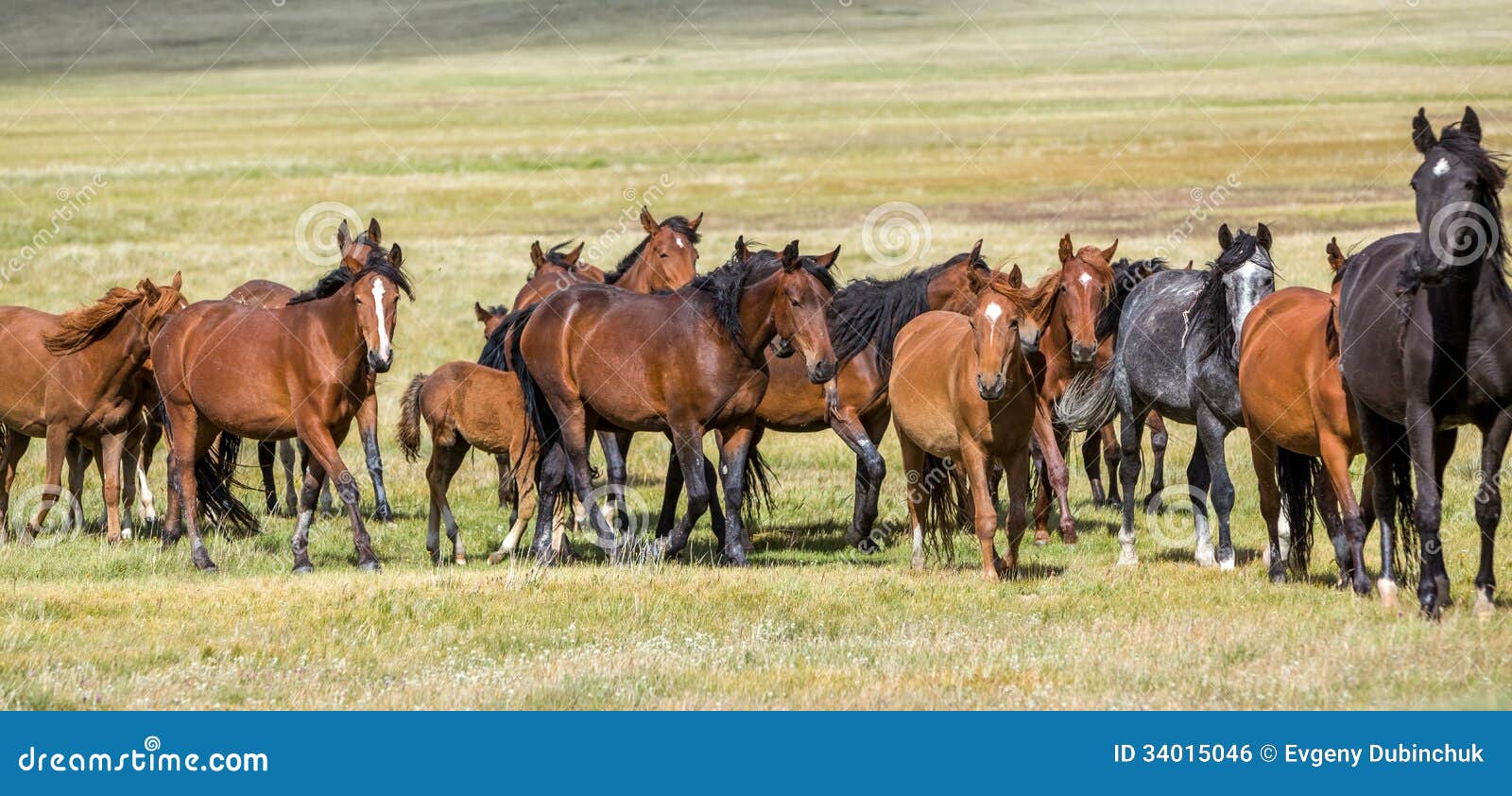 Horses at pasture stock photo. Image of landscape, hill - 34015046
