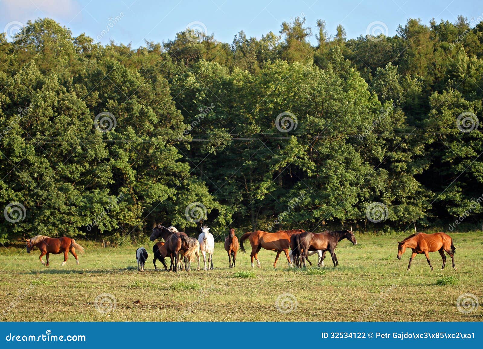 Horses on pasture stock photo. Image of forest, herd - 32534122