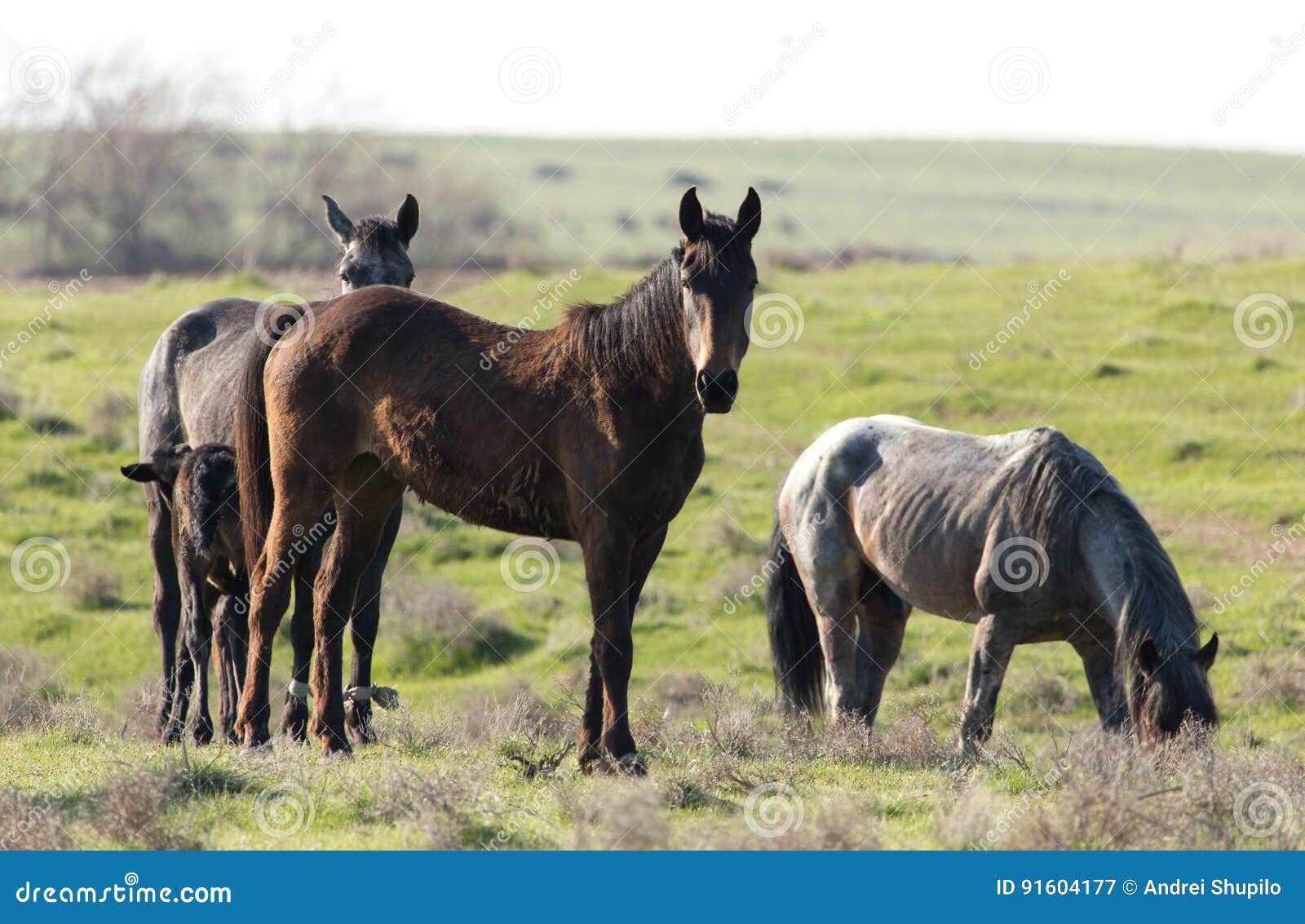 Horses in Pasture on Nature Stock Image - Image of beautiful, spring ...