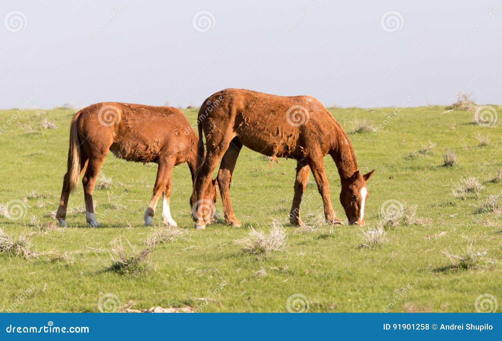 Horses in Pasture on Nature Stock Photo - Image of animal, domestic ...