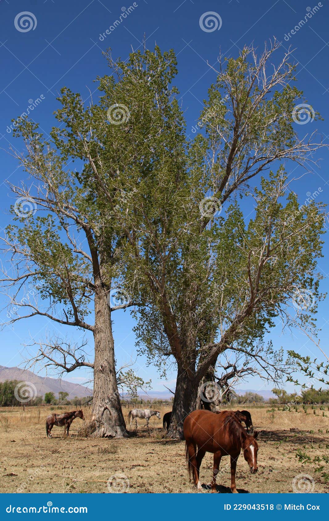 Horses and Trees stock photo. Image of prairie, pasture - 229043518