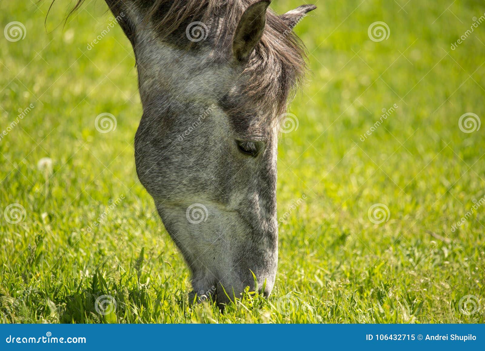 Horses in the Pasture in the Spring Stock Image - Image of horses ...