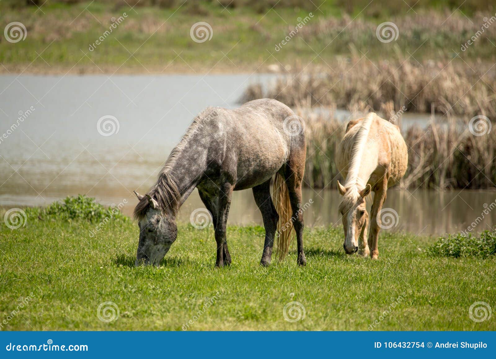 Horses in the Pasture in the Spring Stock Photo - Image of grassland ...