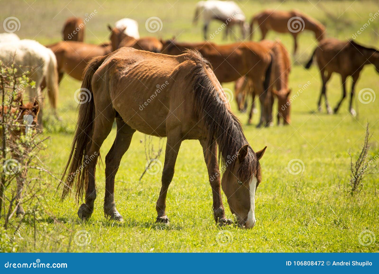 Horses in the Pasture in the Spring Stock Photo - Image of meadow ...
