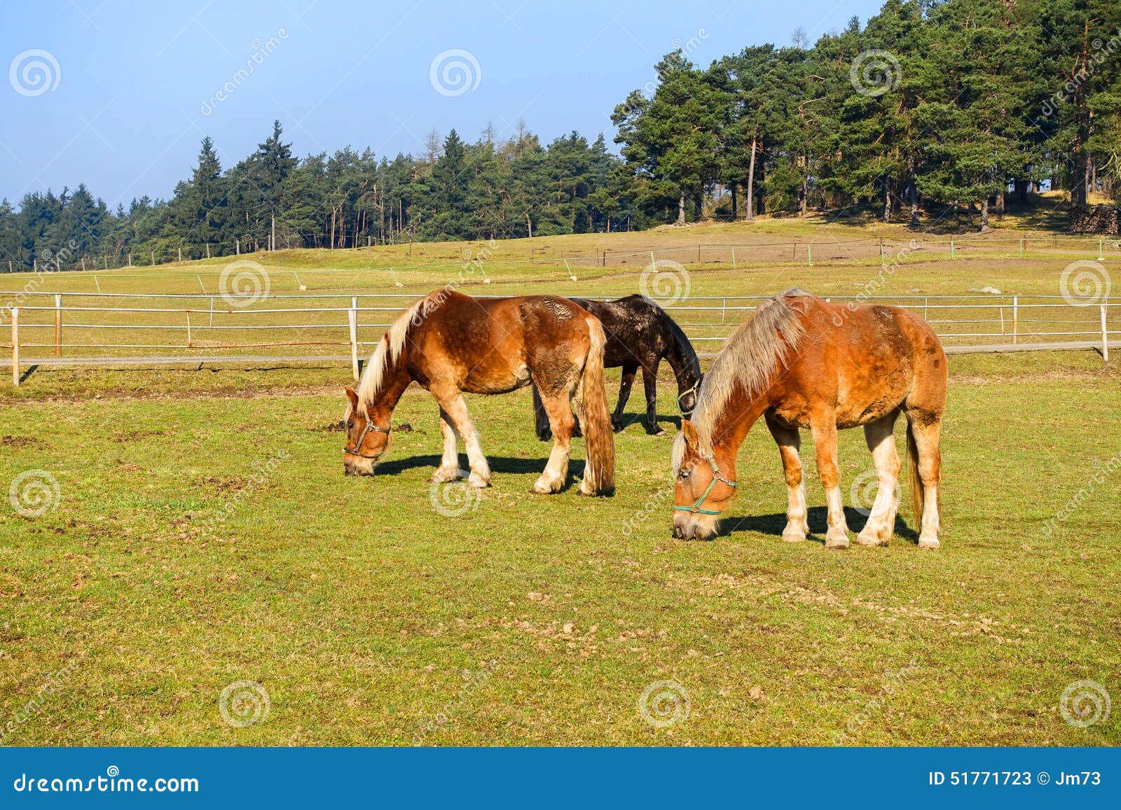 Horses on pasture stock image. Image of pasturage, agriculture - 51771723