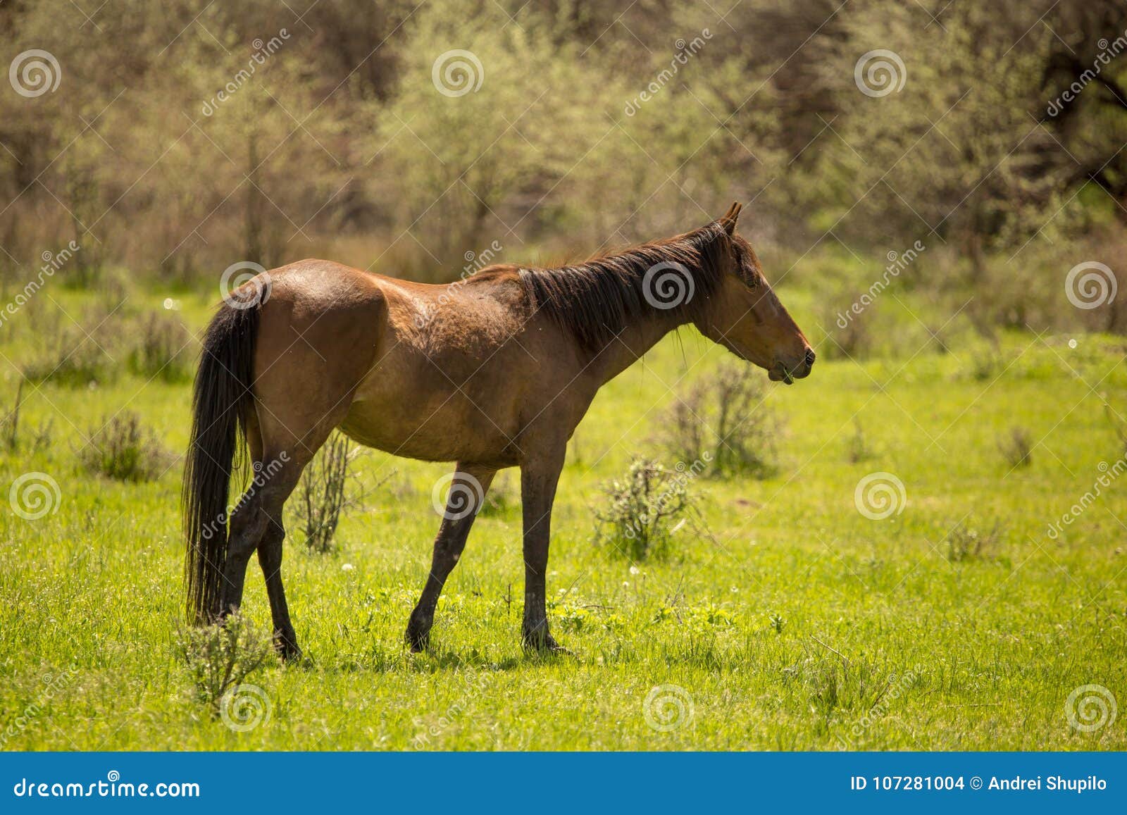 Horses in the Pasture in the Spring Stock Photo - Image of animal ...