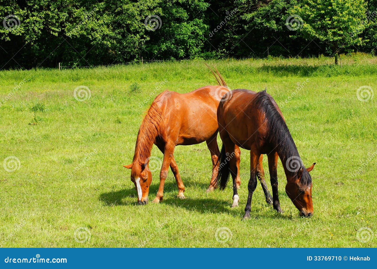 Horses on pasture stock photo. Image of green, mane, pasture - 33769710