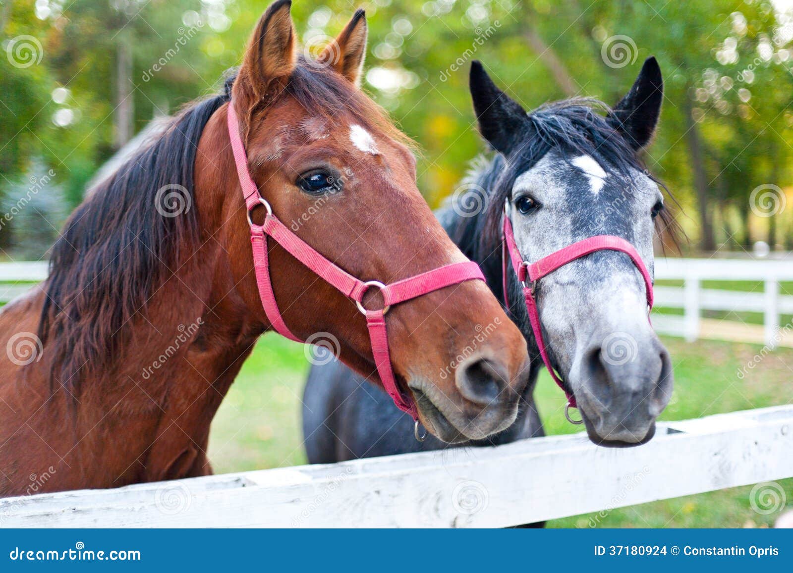 Horses in pen stock photo. Image of relaxed, horses, head - 37180924