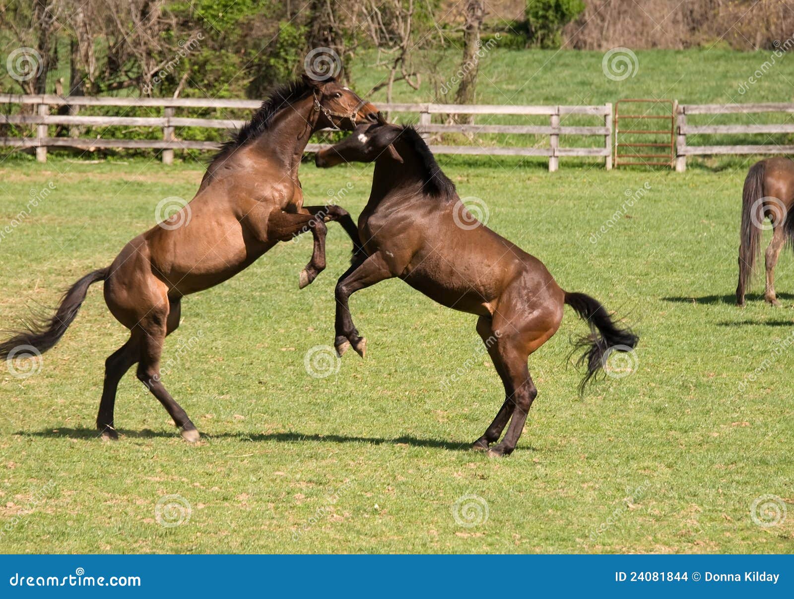 Horses at play stock photo. Image of green, rearing, frolicking - 24081844
