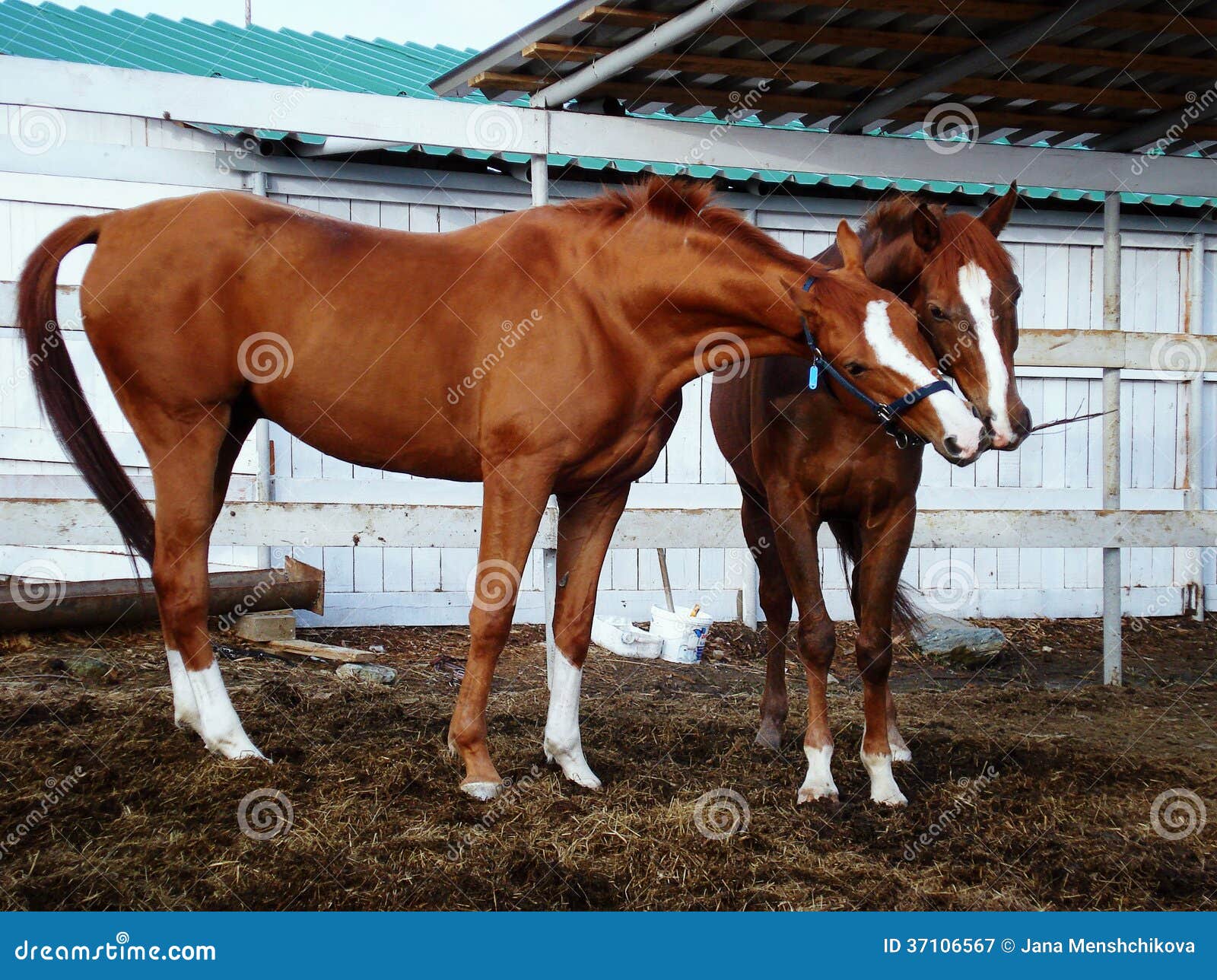 Horses play stock image. Image of freedom, shelter, strong - 37106567