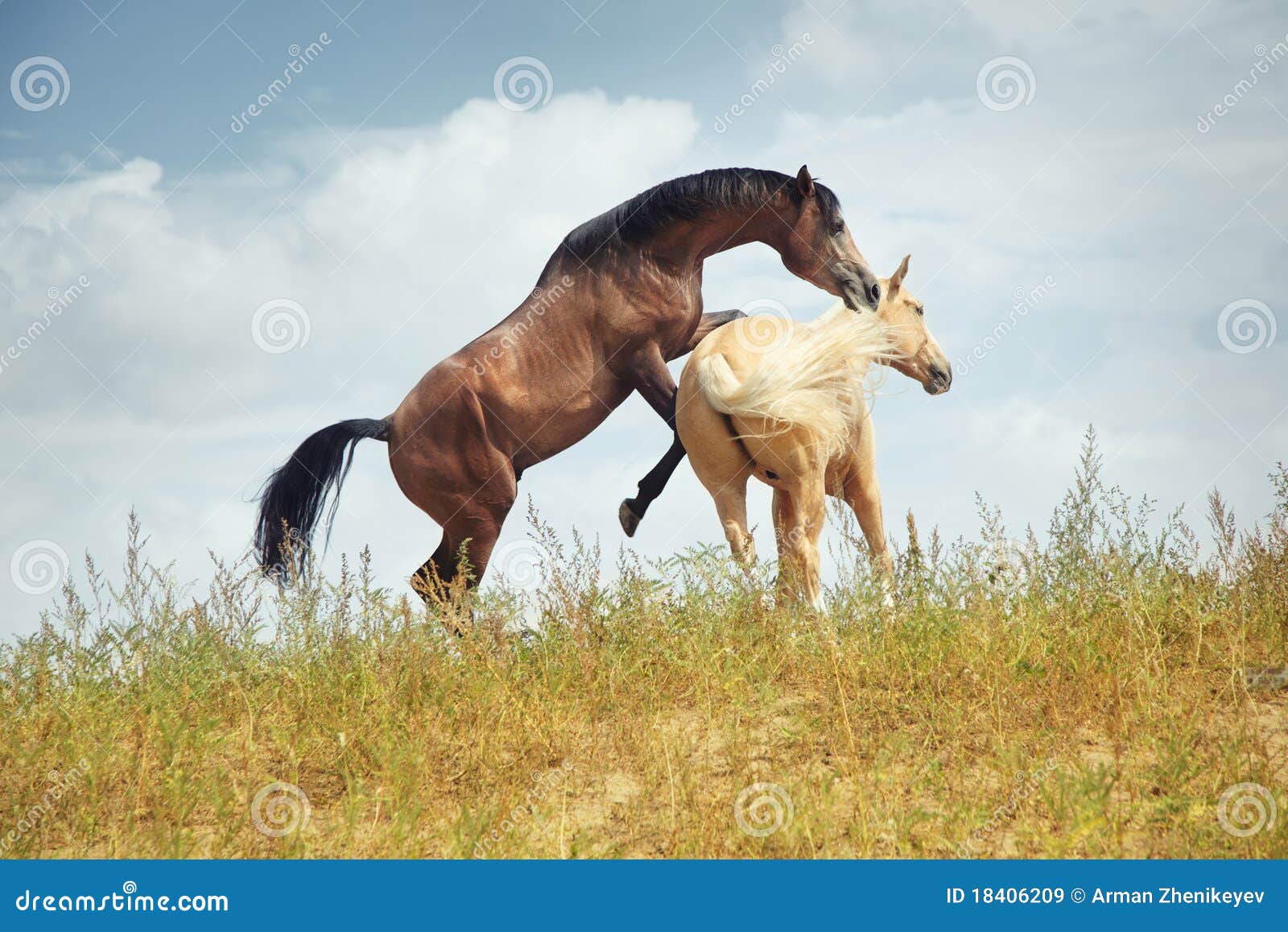 Horses playing stock image. Image of horseracing, hackney - 18406209