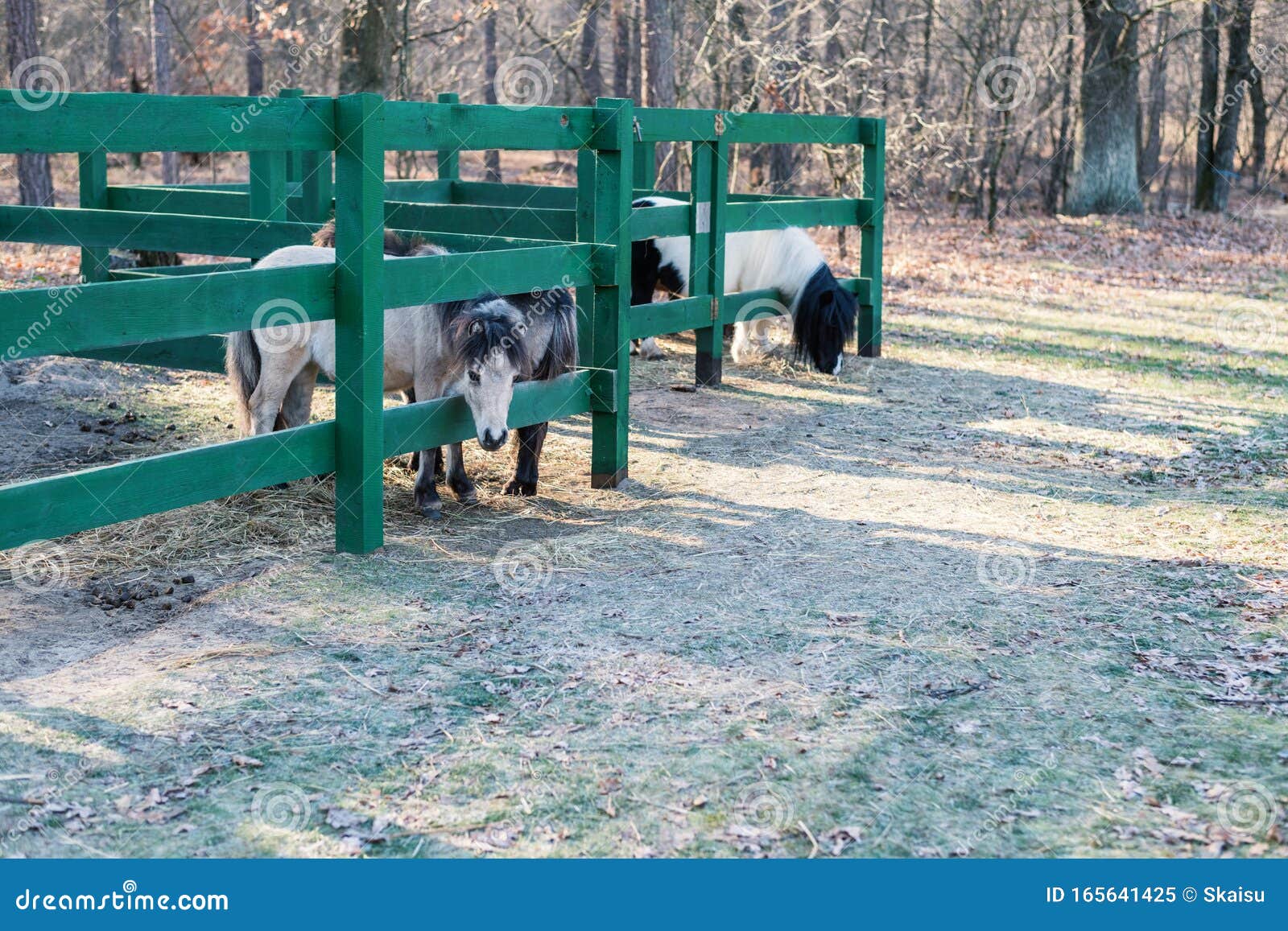 Horses and Pony in a Horse Farm Stock Image - Image of beautiful, color ...
