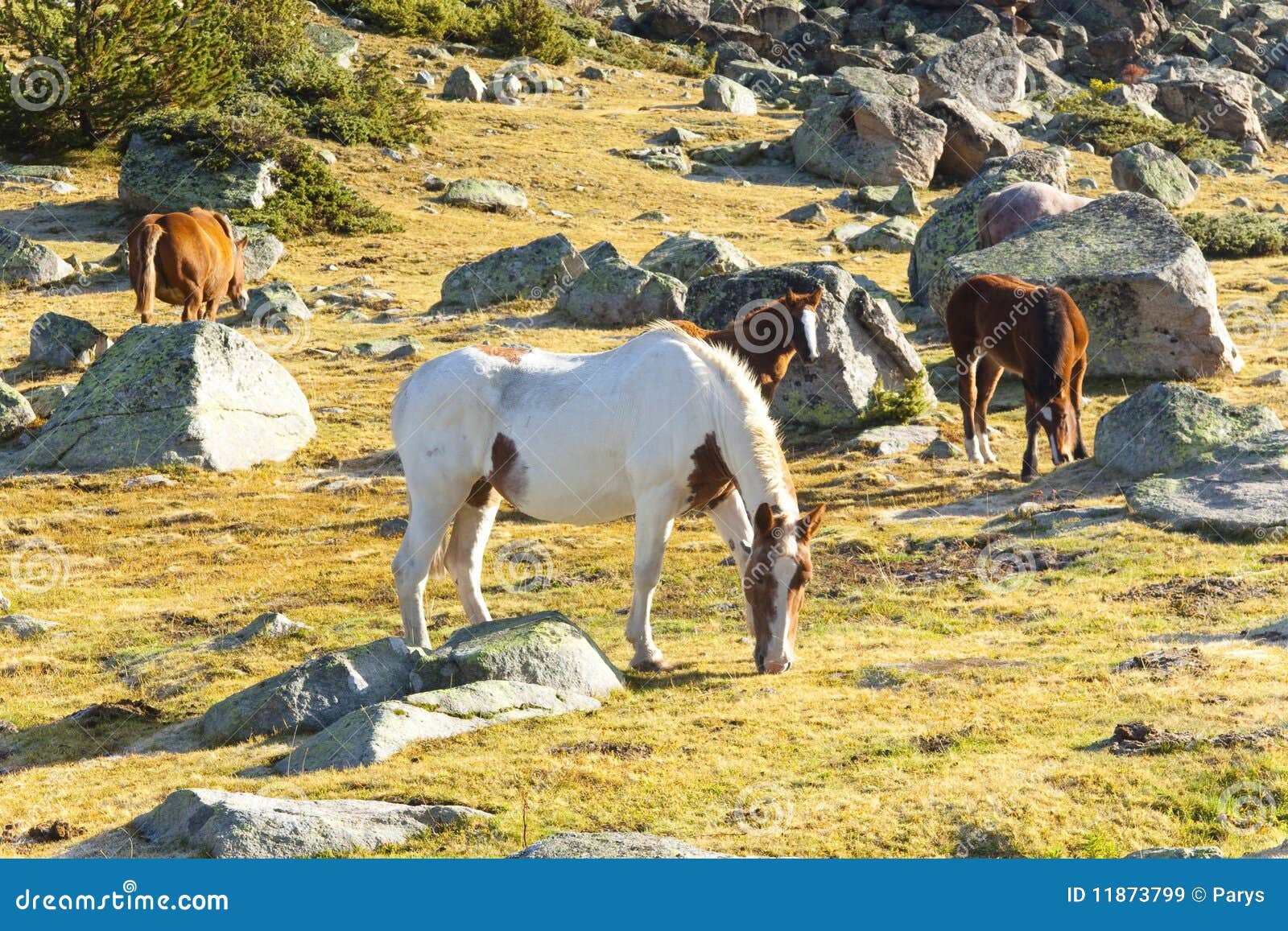 Horses - Pyrenees mountain stock image. Image of bronco - 11873799