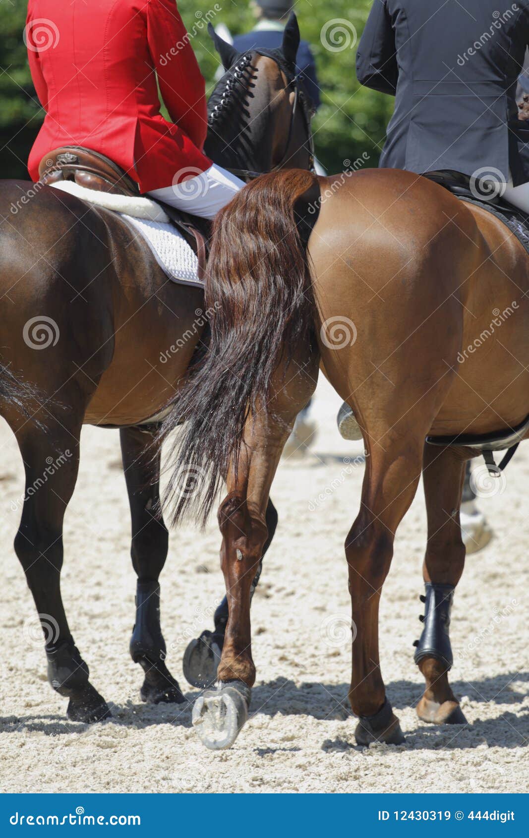 Horses and raiders stock image. Image of sports, rear - 12430319