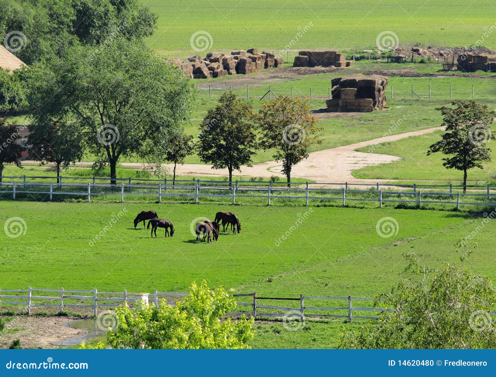 Horses on a ranch stock photo. Image of farm, pasture - 14620480